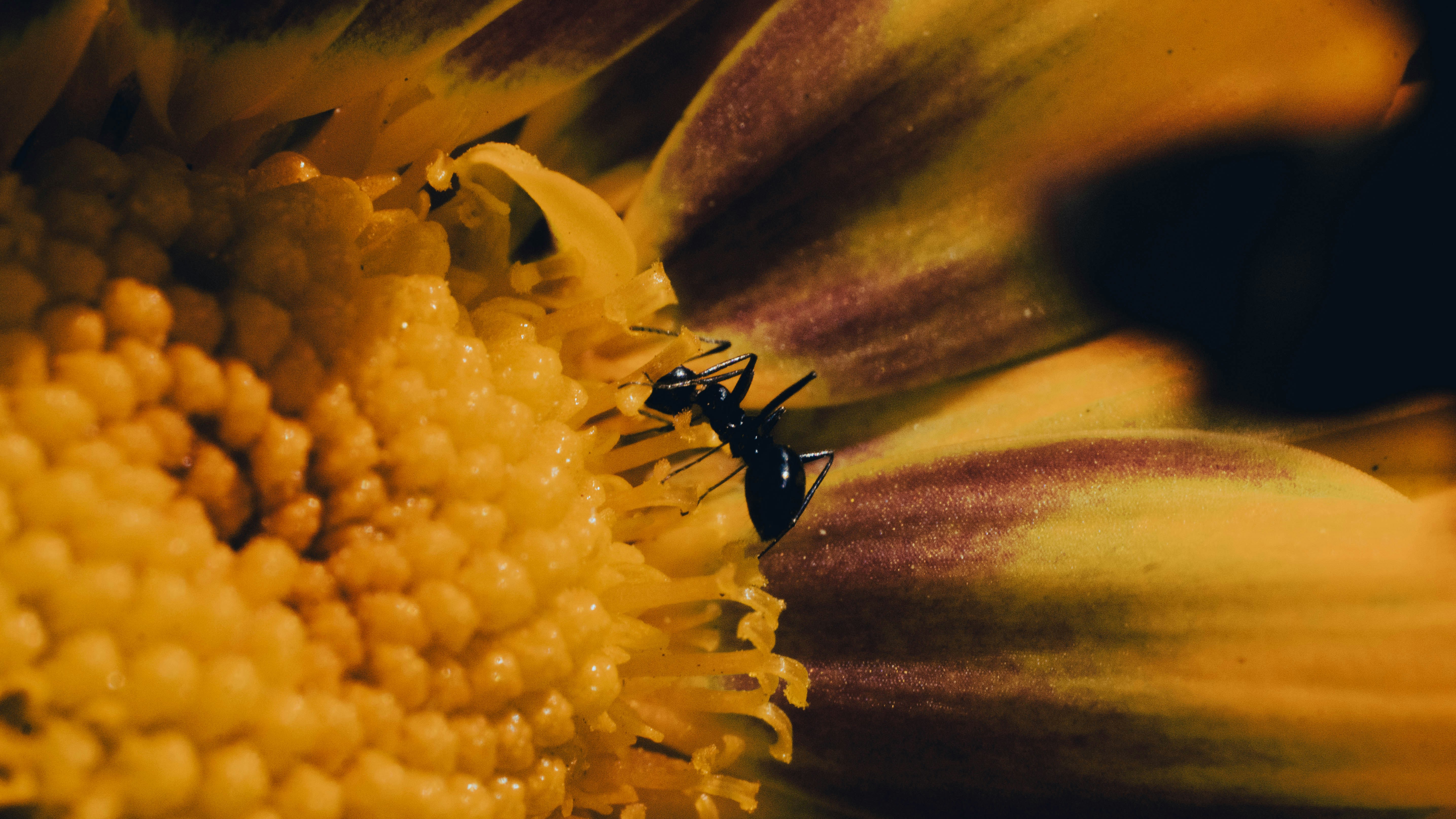 Amber Bloom Macro: A Tiny Bee Clings to the Sunflower's Concentric Heart