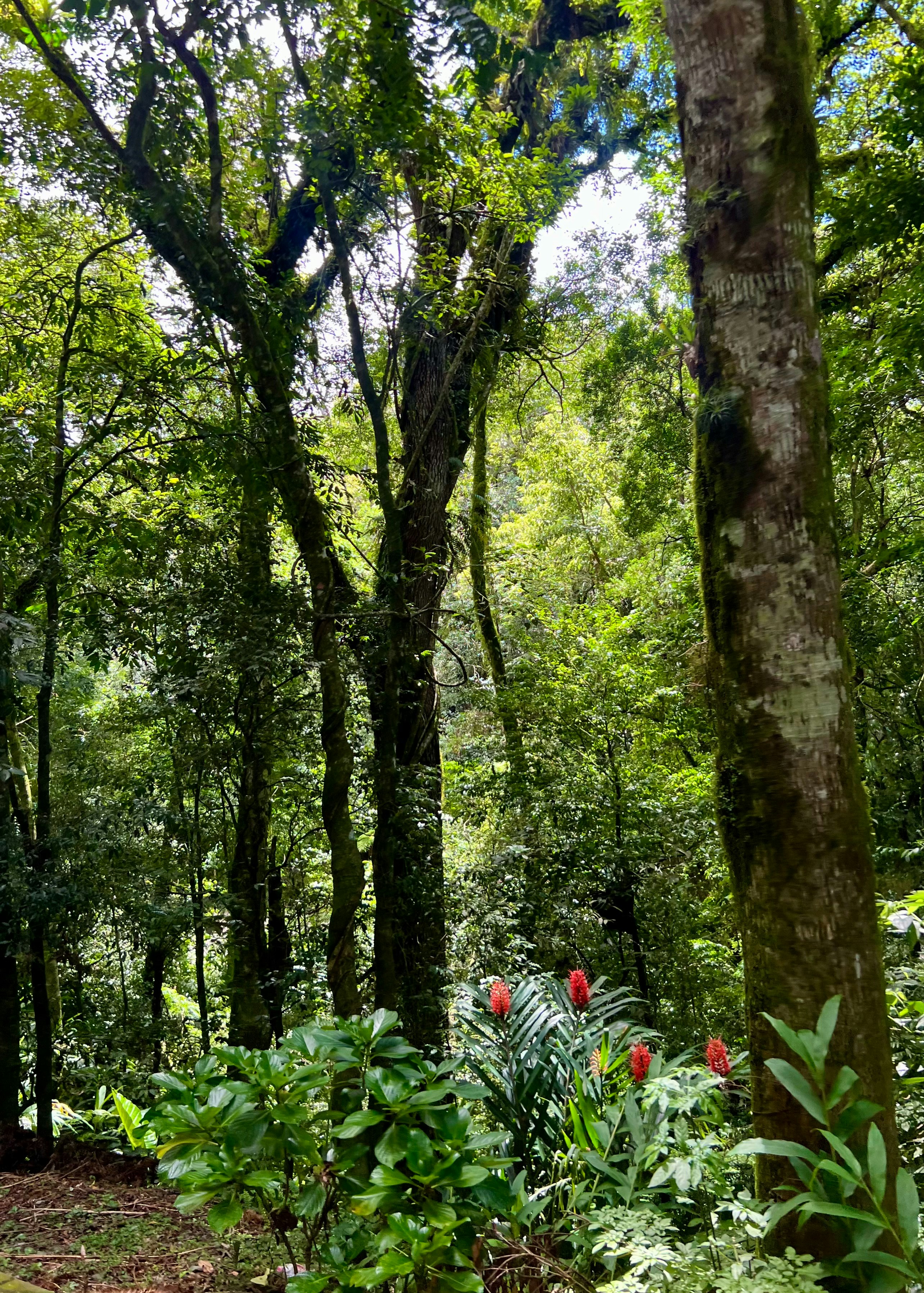 Crimson Blooms Anchored in a Sun-Dappled Forest Understory