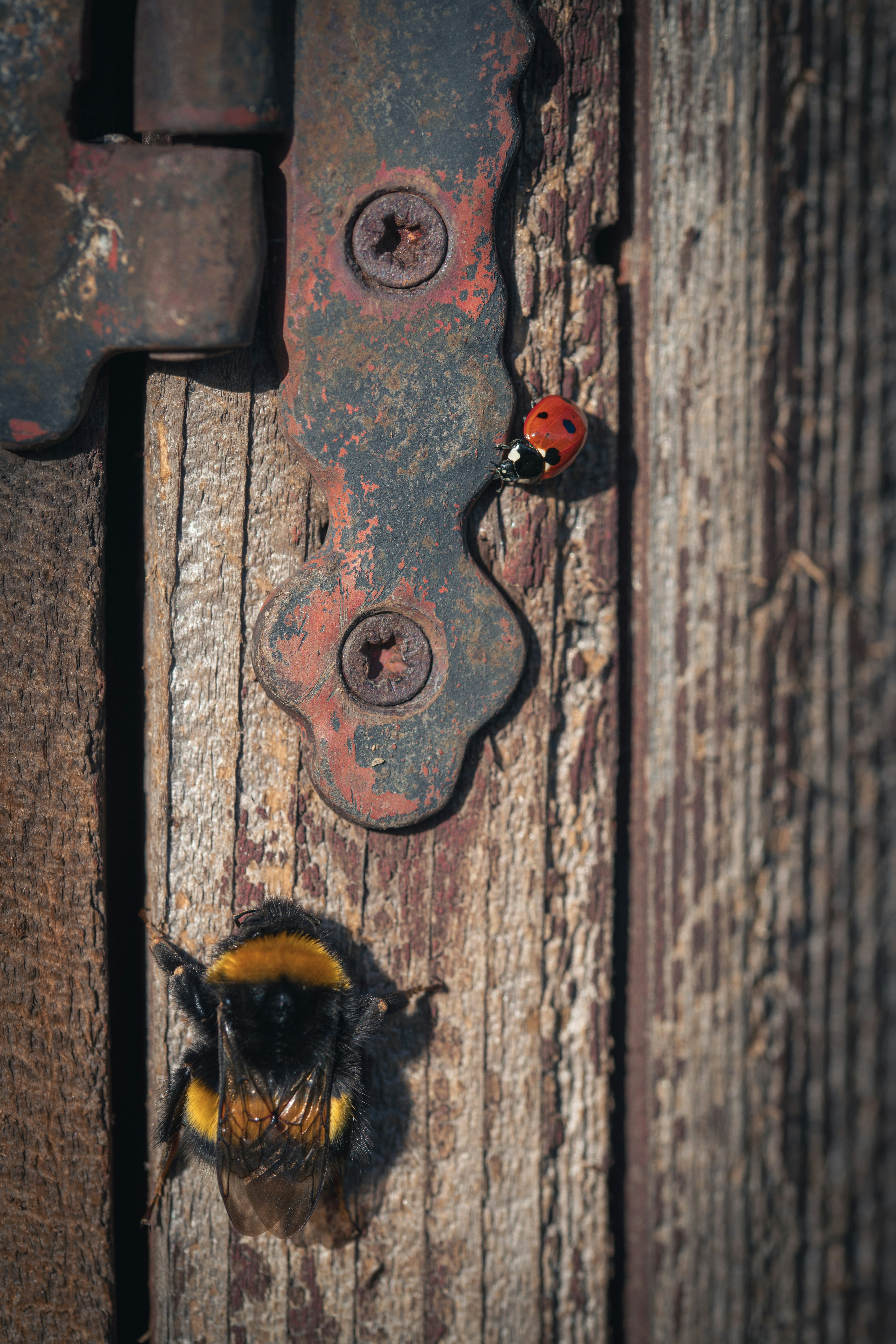 Ladybug Vigil on Rusted Iron and Wood