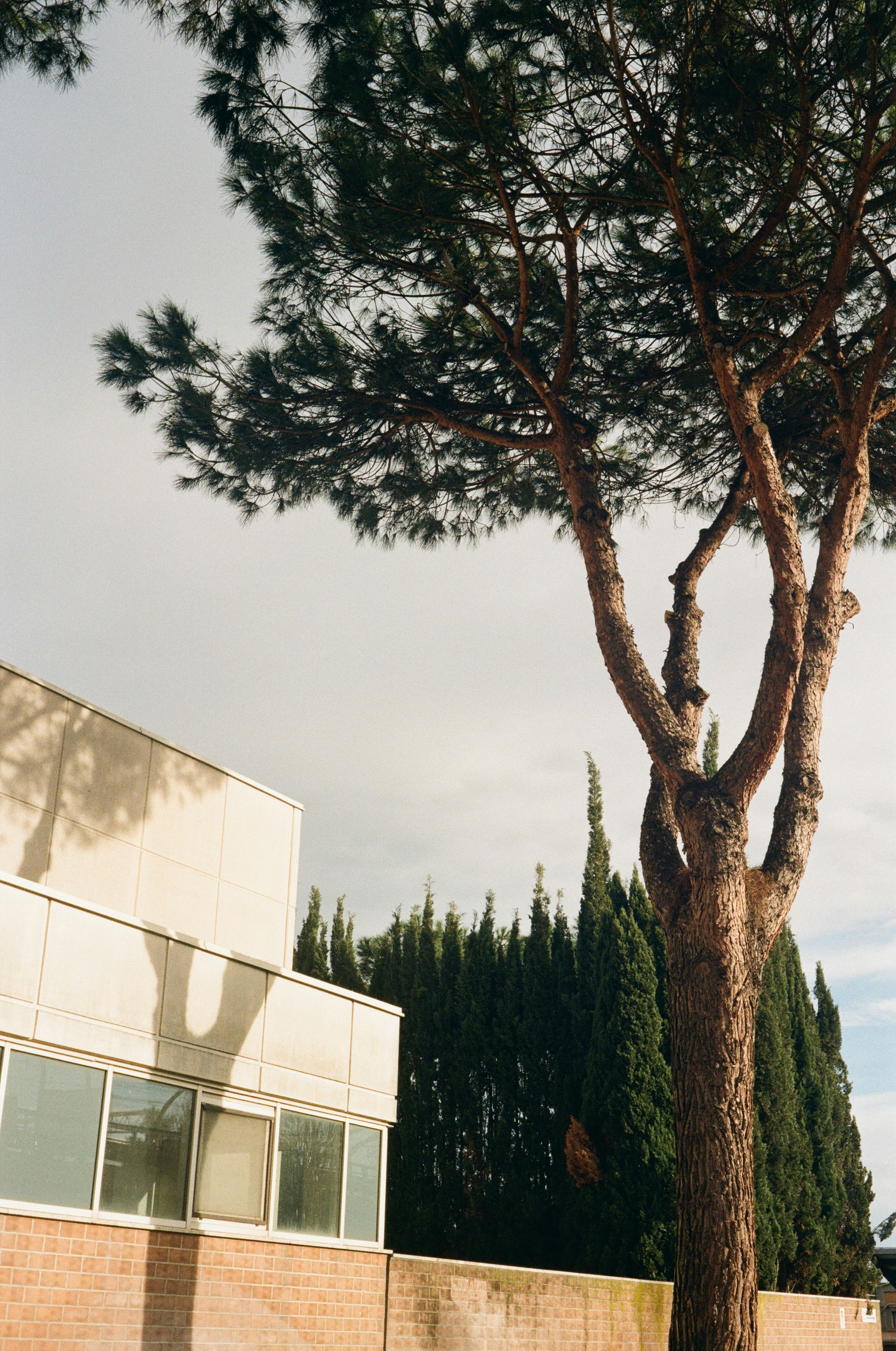 A large pine tree in front of a building photo – Free Rome Image on ...