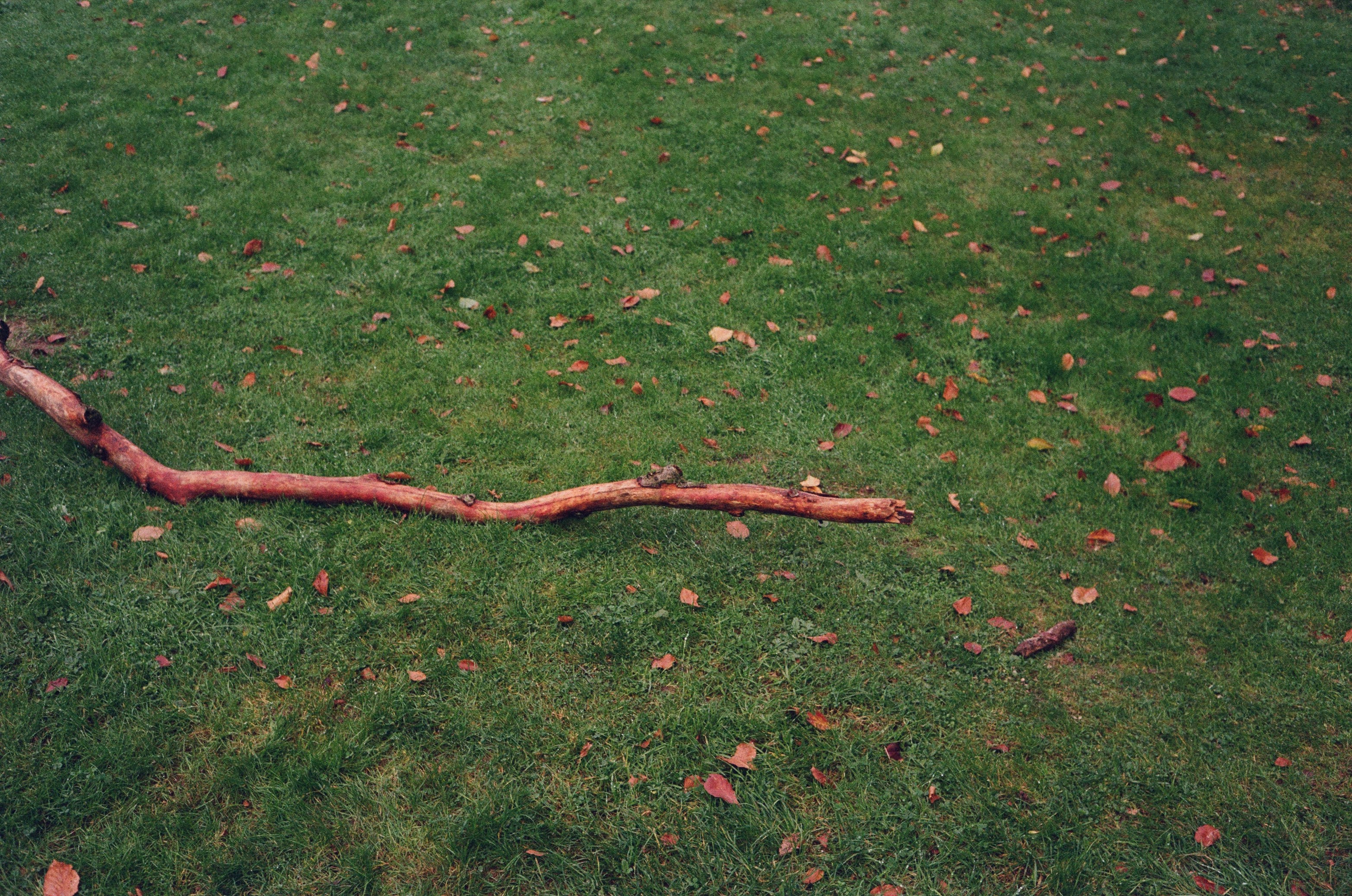 A tree branch laying on the ground in the grass photo – Free Eindhoven ...