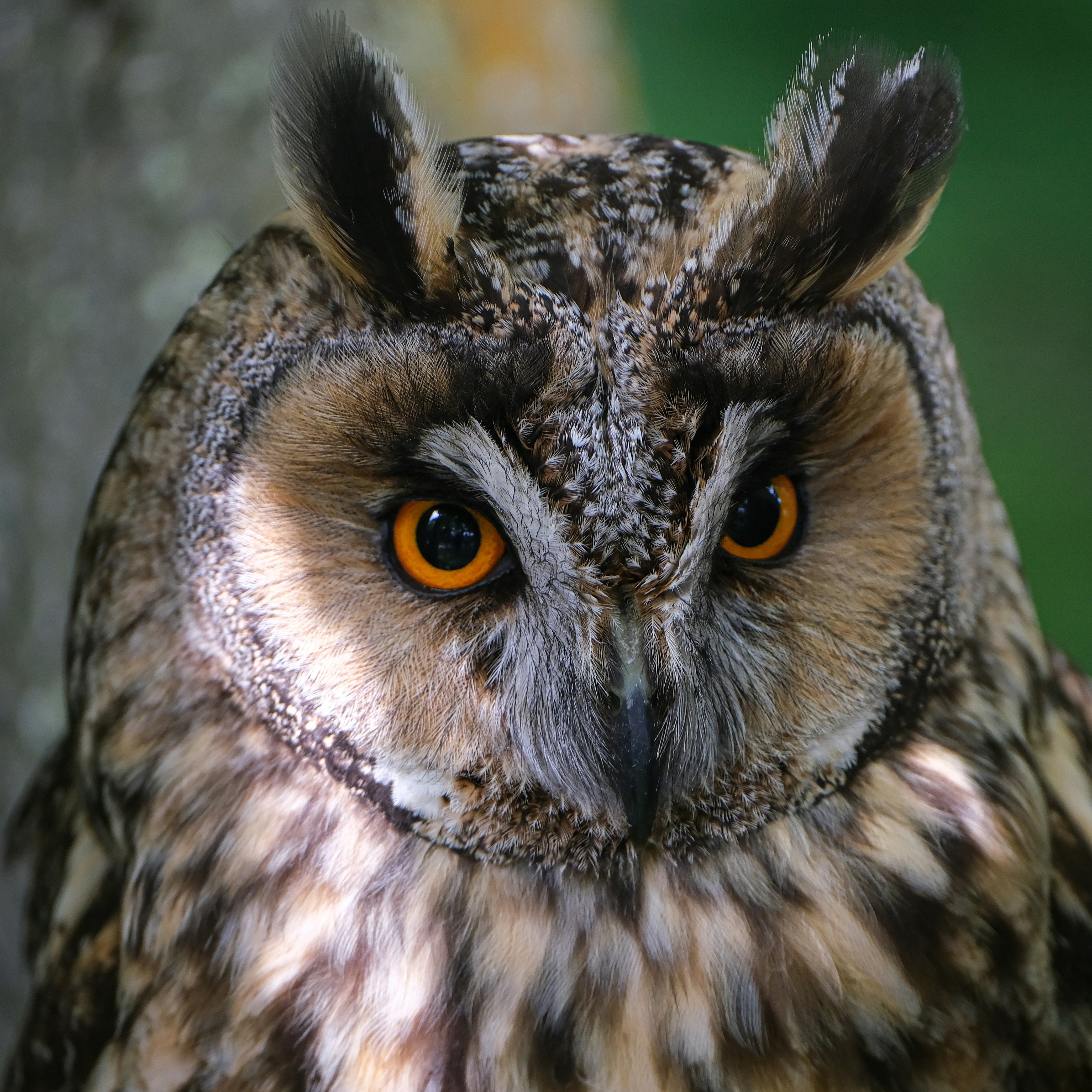 A Long Eared owl sitting in the sunshine
