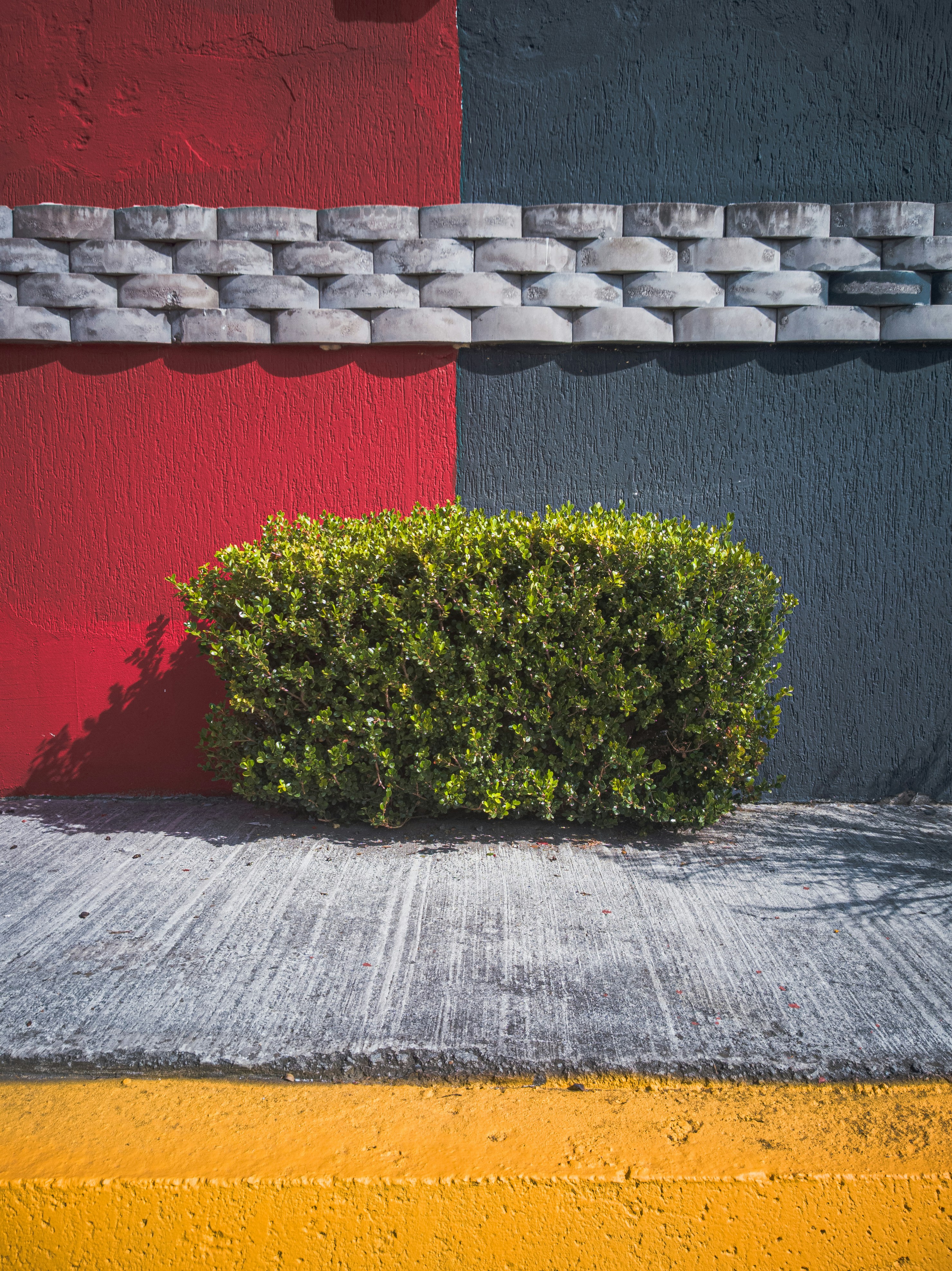 A small bush in front of a colorful wall photo – Free Nature street ...