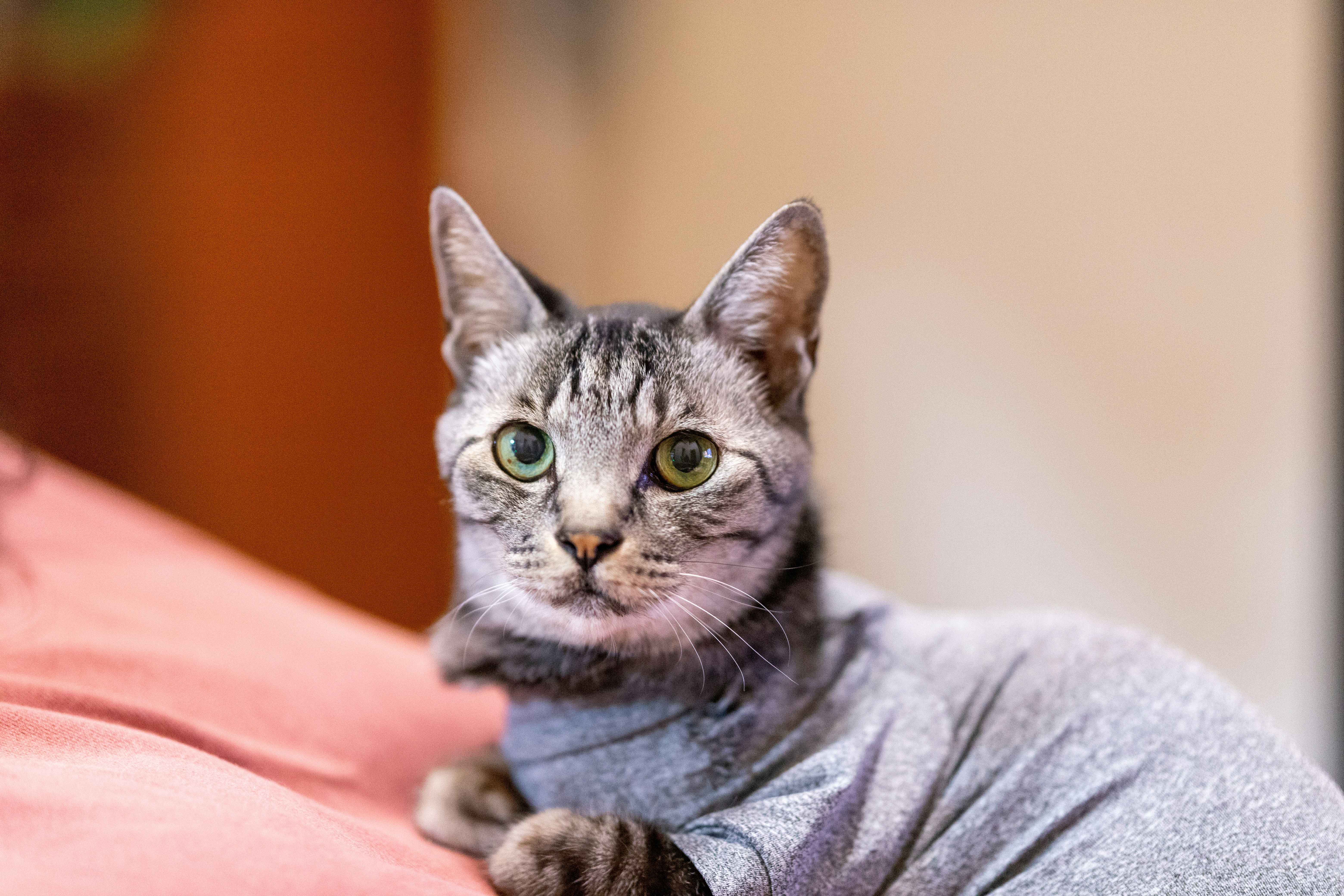 Curious Tabby on a Pink Pillow: A Quiet Indoor Portrait