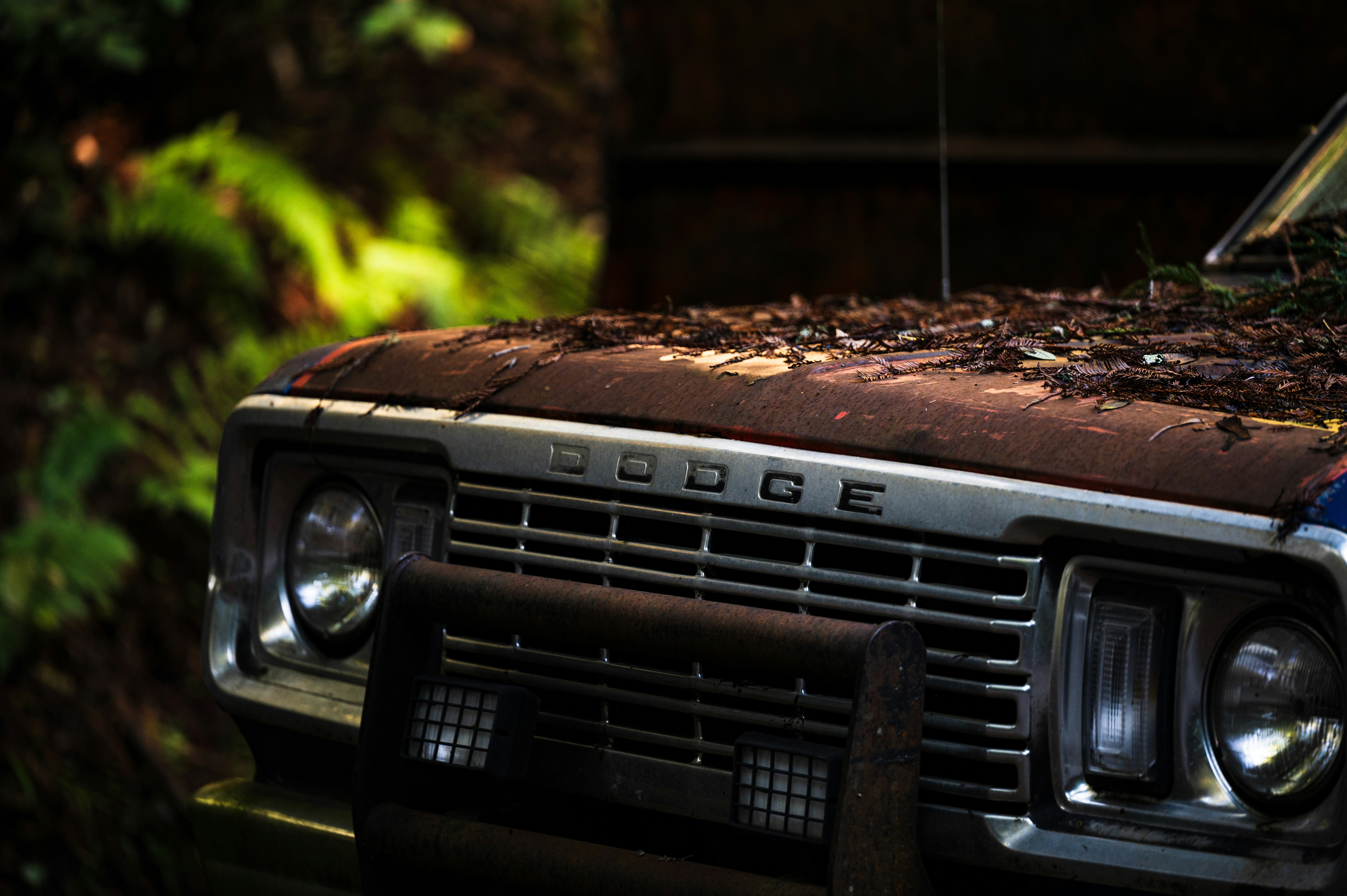 Dappled Forest Stare: A Rusted Dodge Grille in Quiet Light