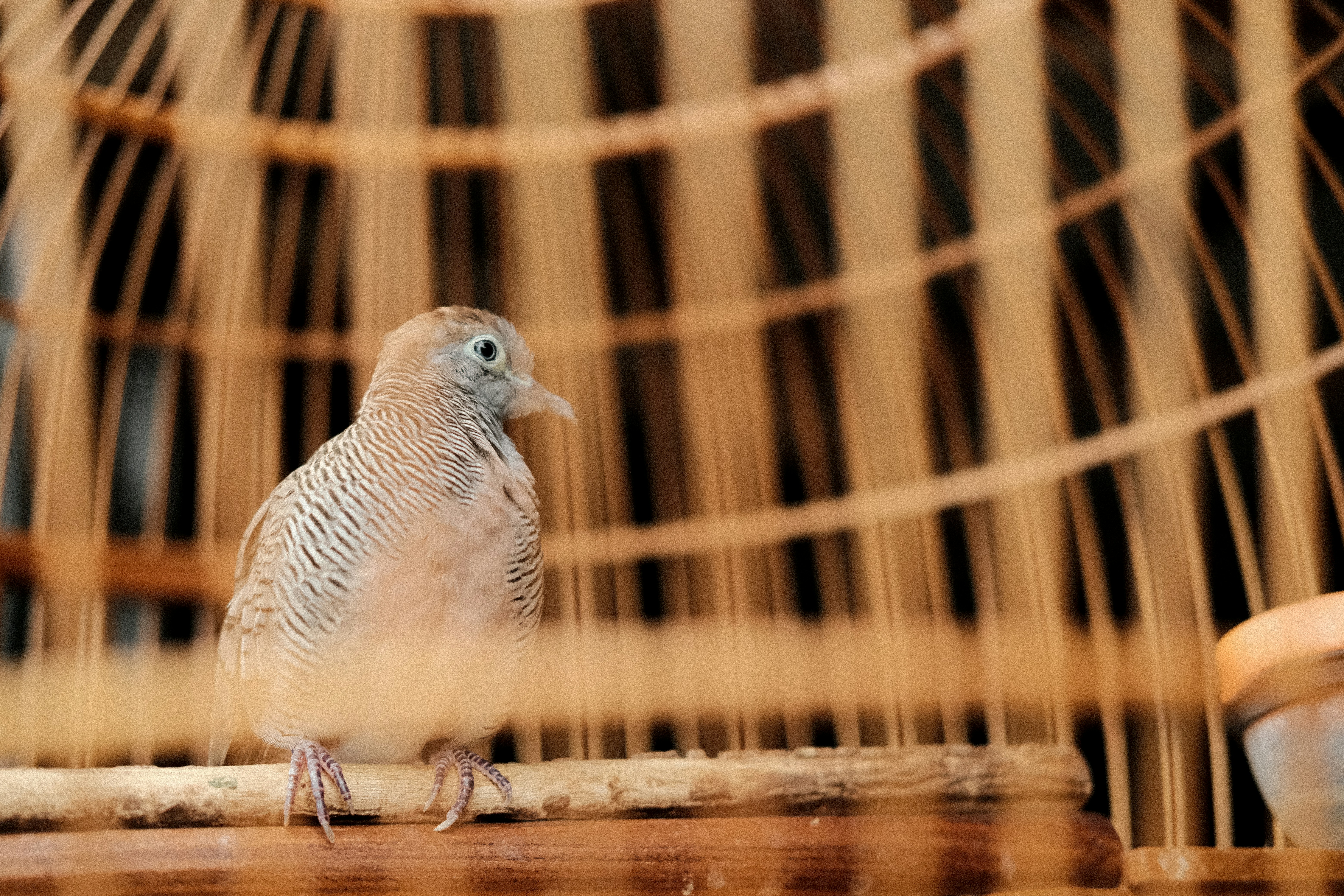 Zebra Dove on a Warm Perch, Quiet Moment Behind Wooden Bars