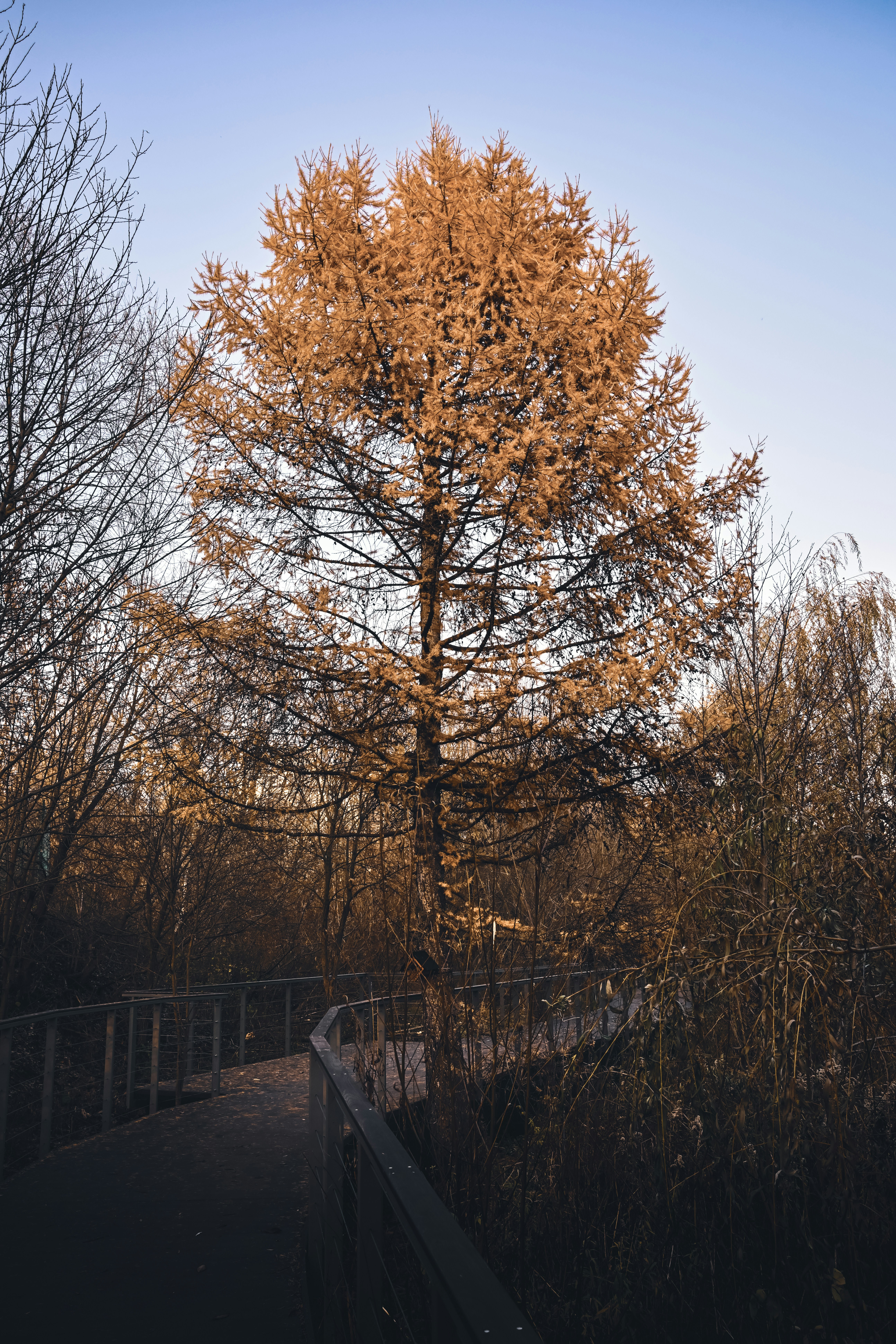 Photo by Andrey Strizhkov with Nikon Z8