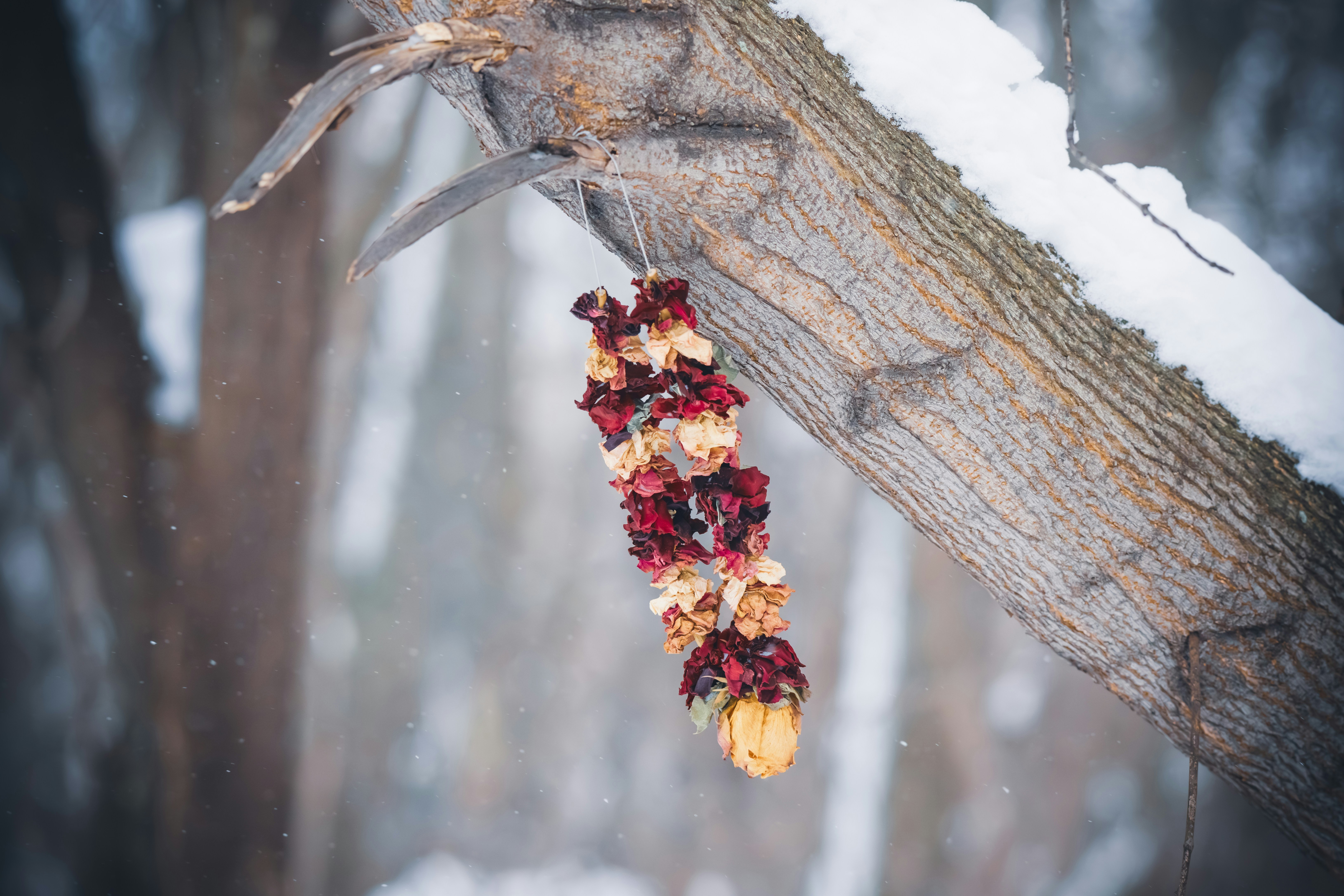 Crimson Dried-Flower Garland on a Snow-Dusted Branch