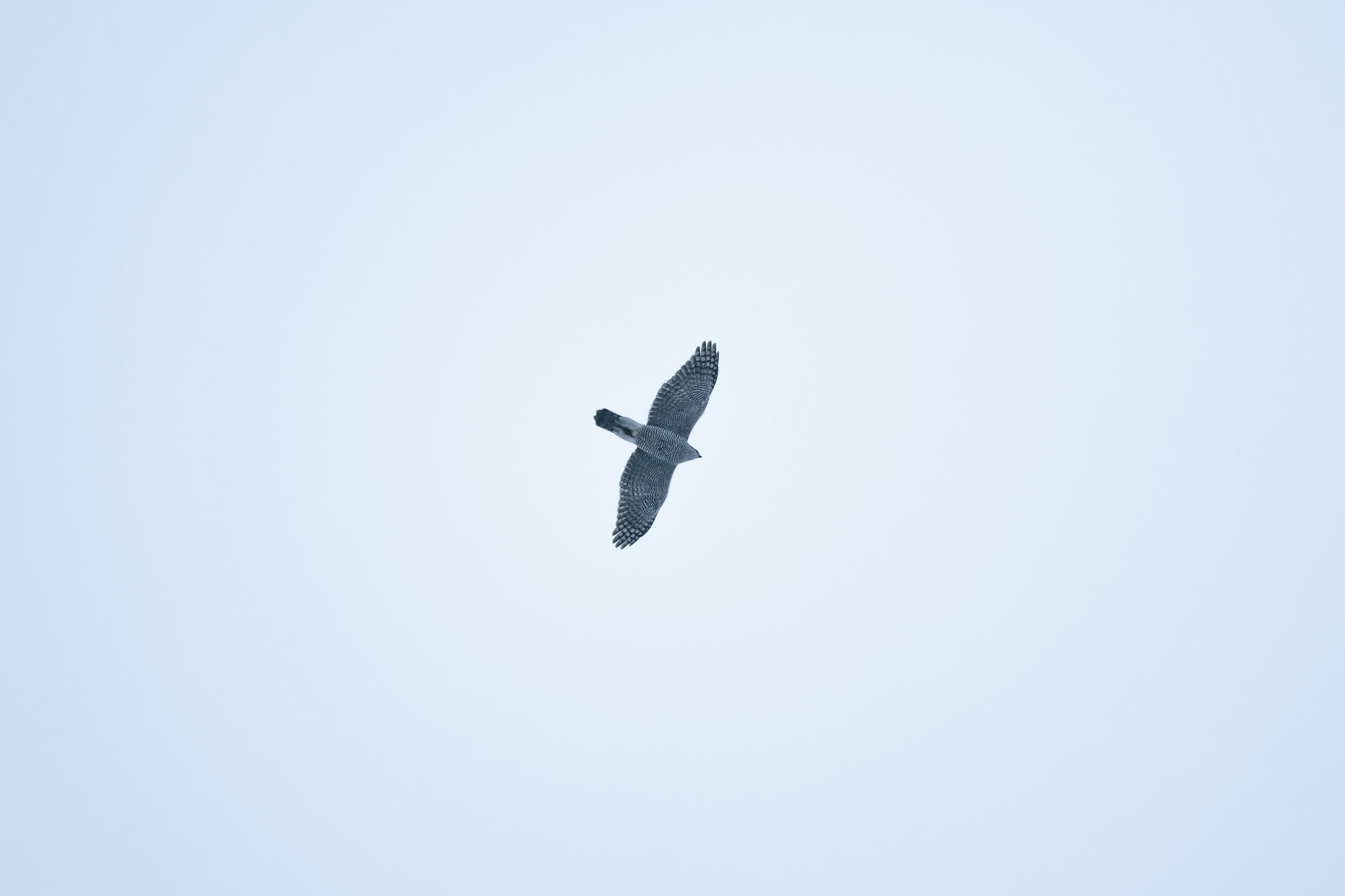 Photo by Andrey Strizhkov with Nikon Z8