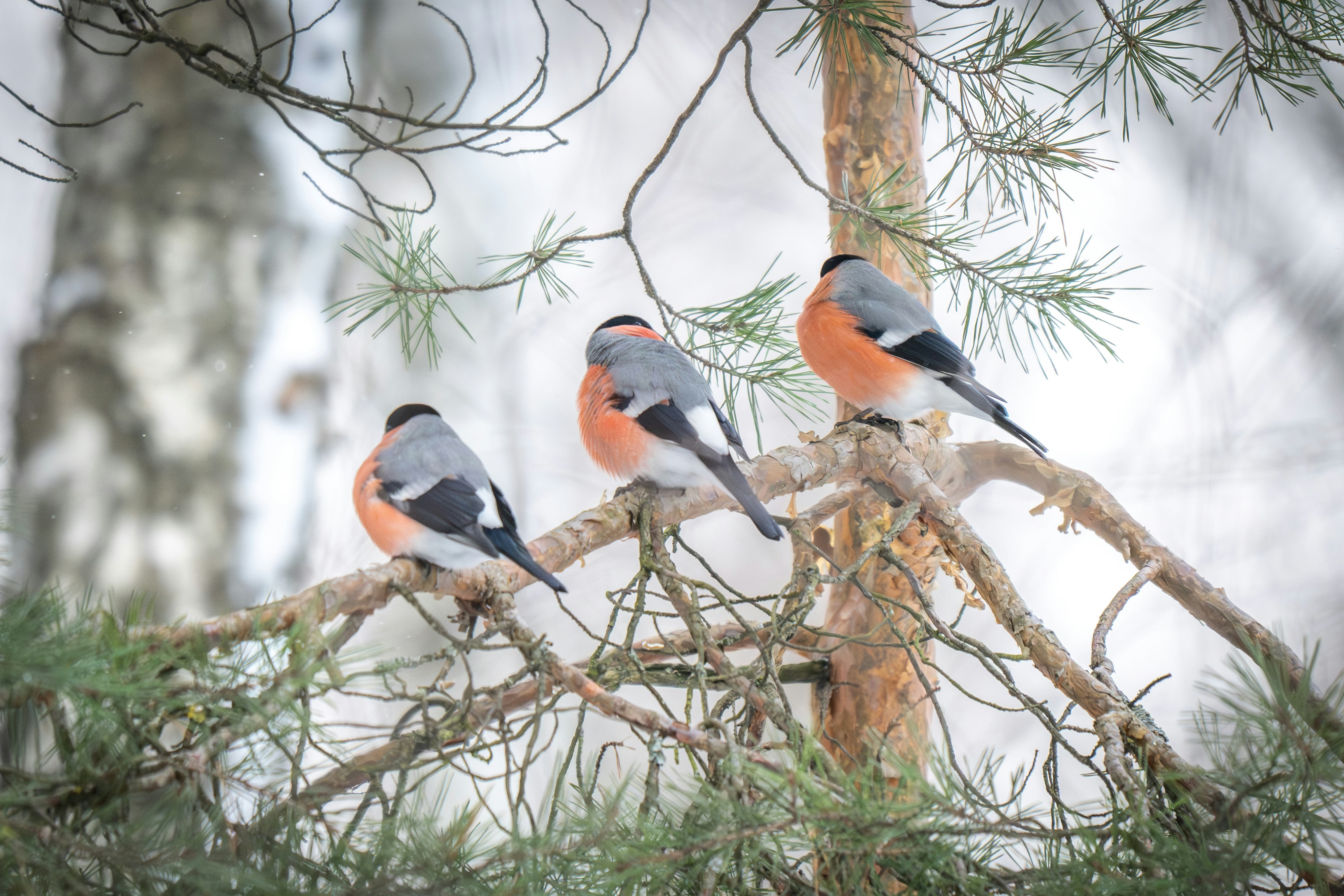 Two Bullfinches Rest on Snow-Blanketed Branches
