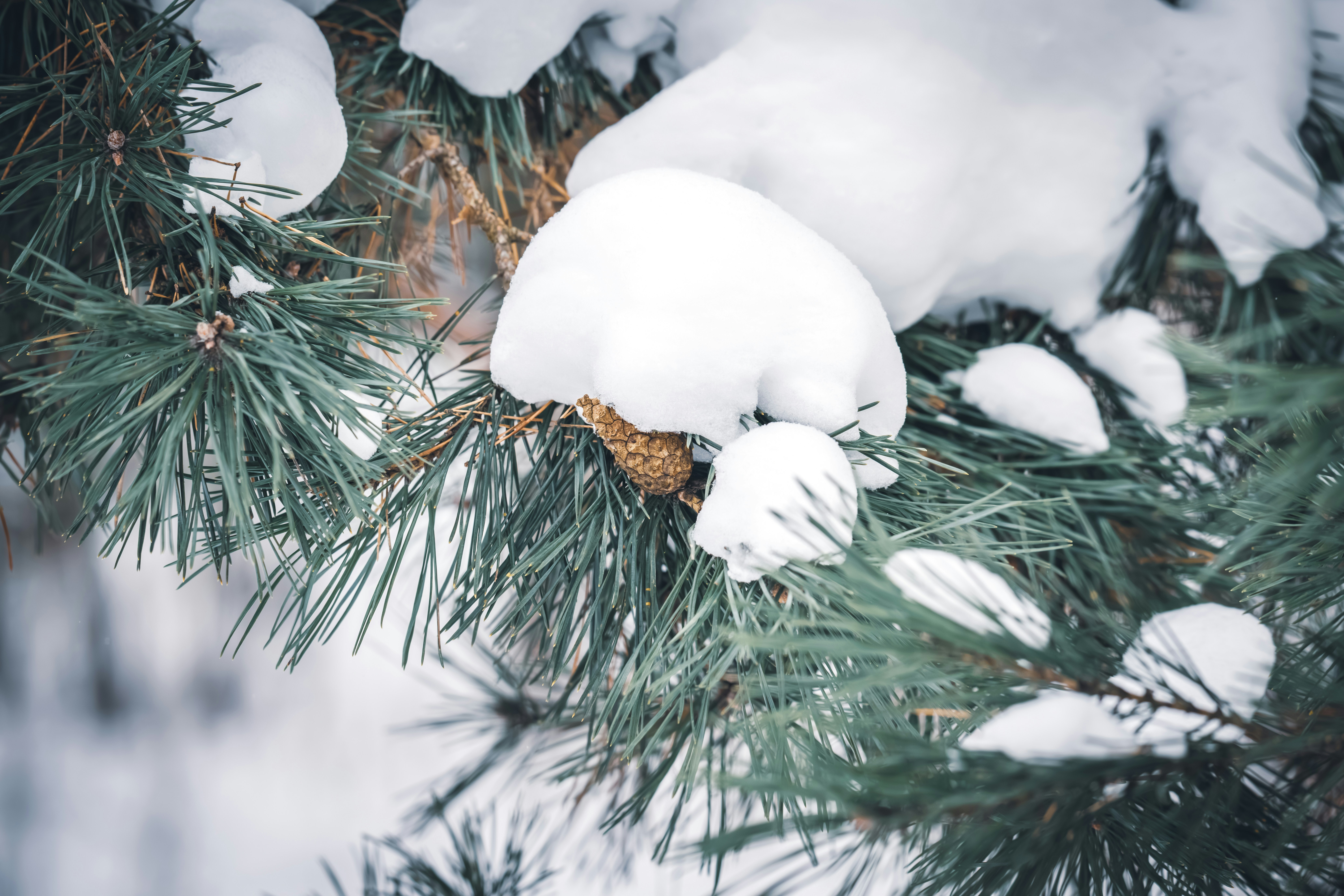 Snow-Trimmed Conifer: A Quiet Winter Macro Moment on Pine Needles