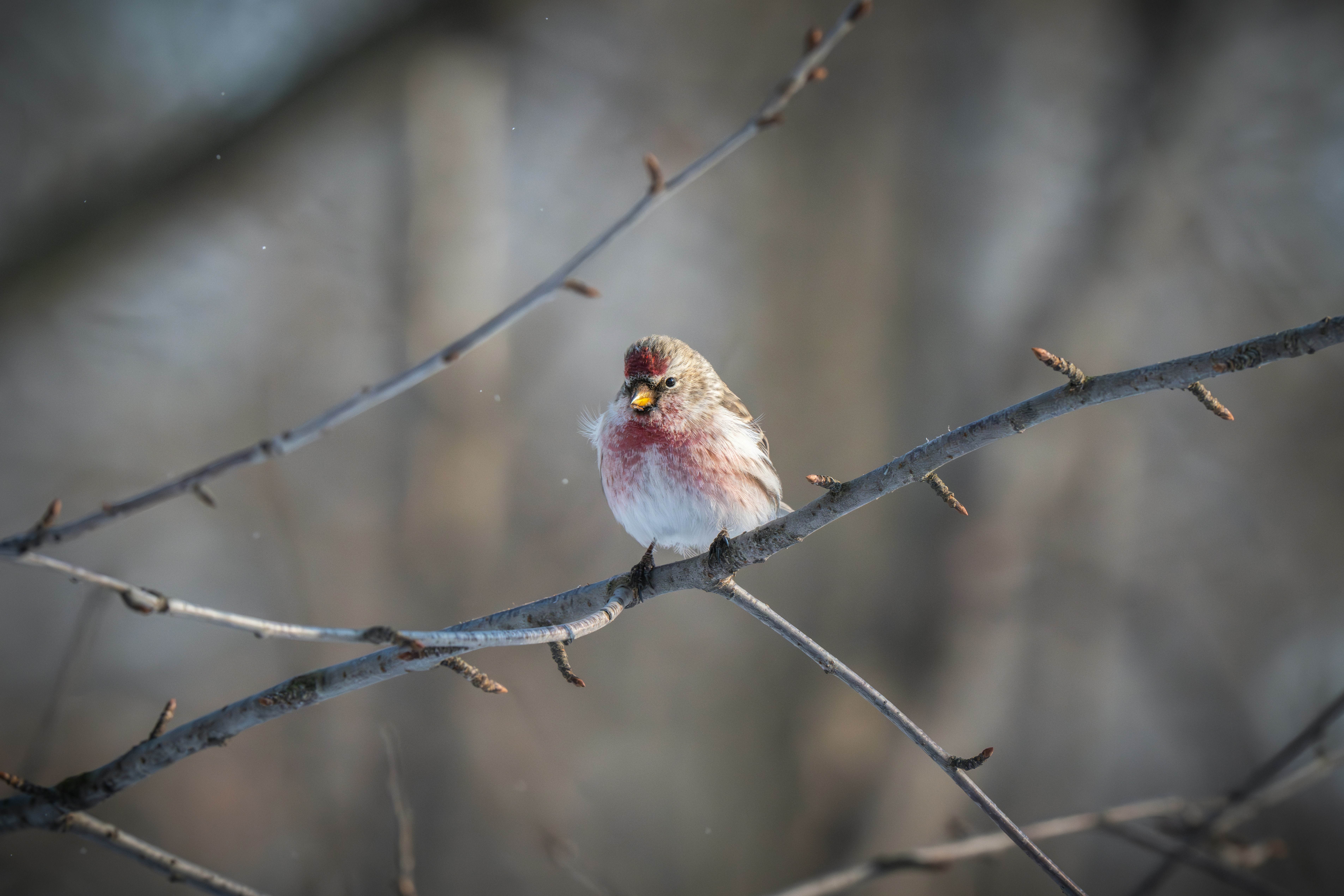 Red-Breasted Warbler on a Winter Branch