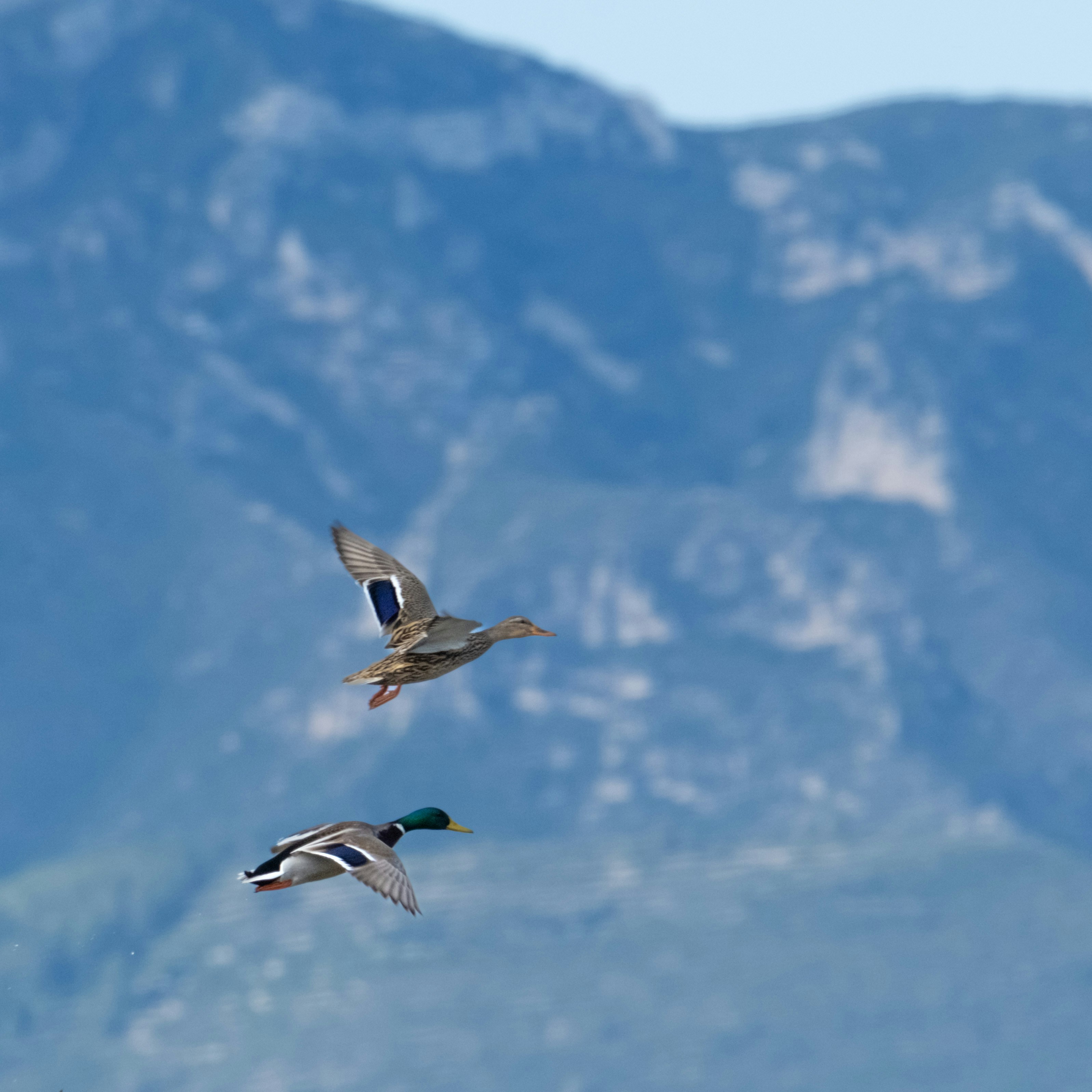 Three ducks flying in the air with mountains in the background photo ...