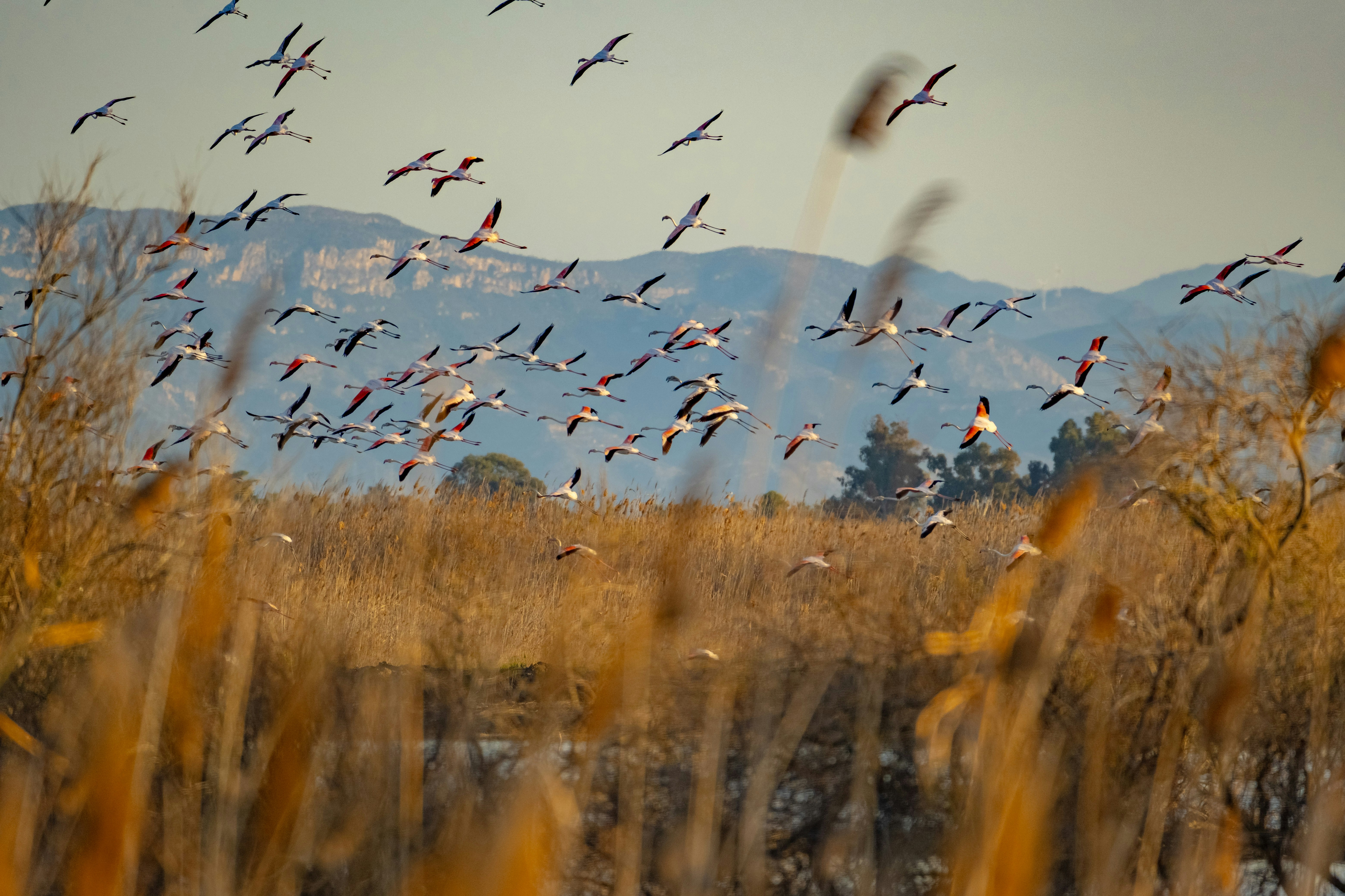 A flock of birds flying over a dry grass field photo – Free Delta del ...