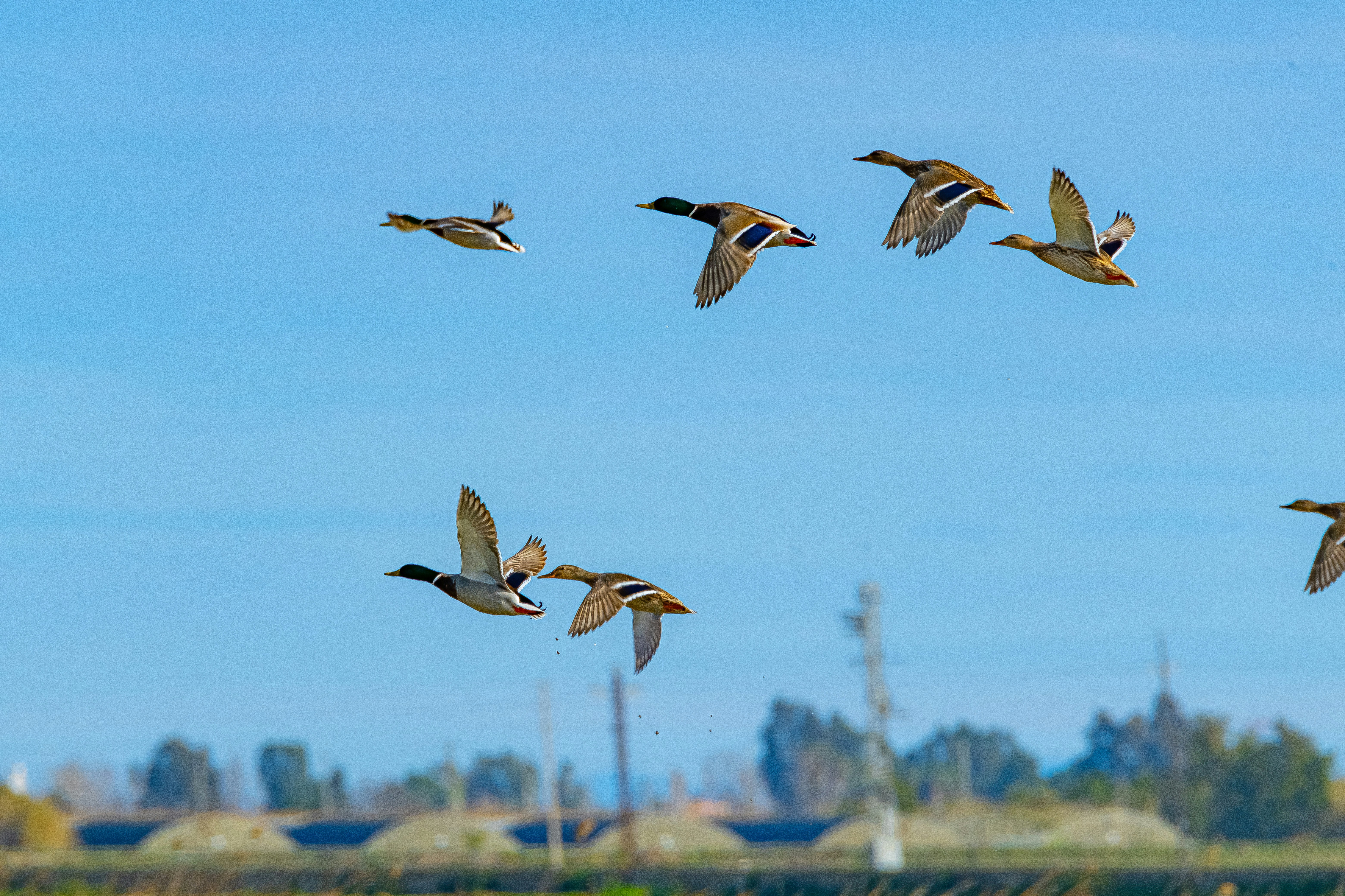 Una bandada de patos volando a través de un cielo azul foto – Imagen de ...