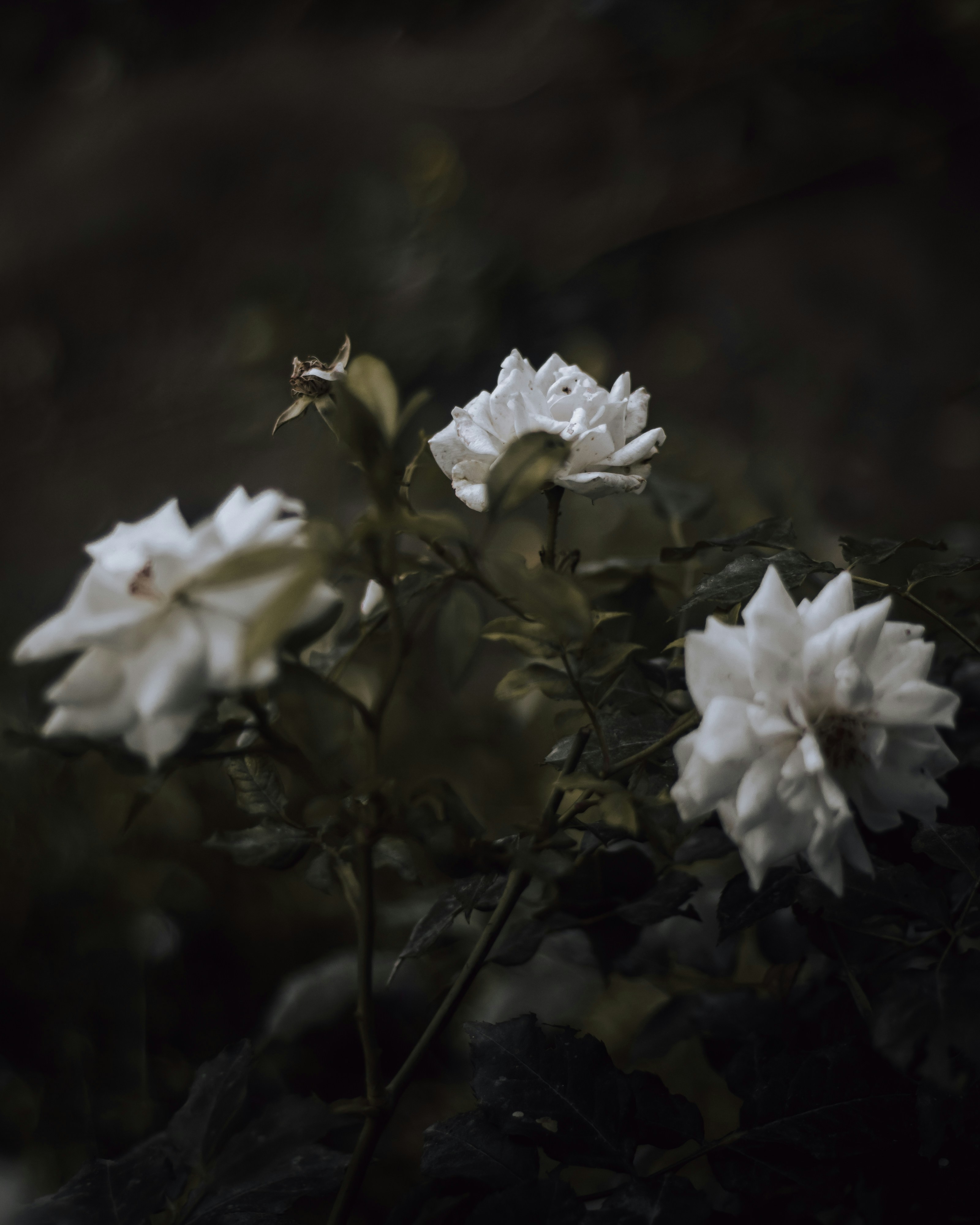 Delicate white flowers emerge from lush green foliage, set against a softly blurred background. The scene evokes a sense of tranquility and natural beauty.