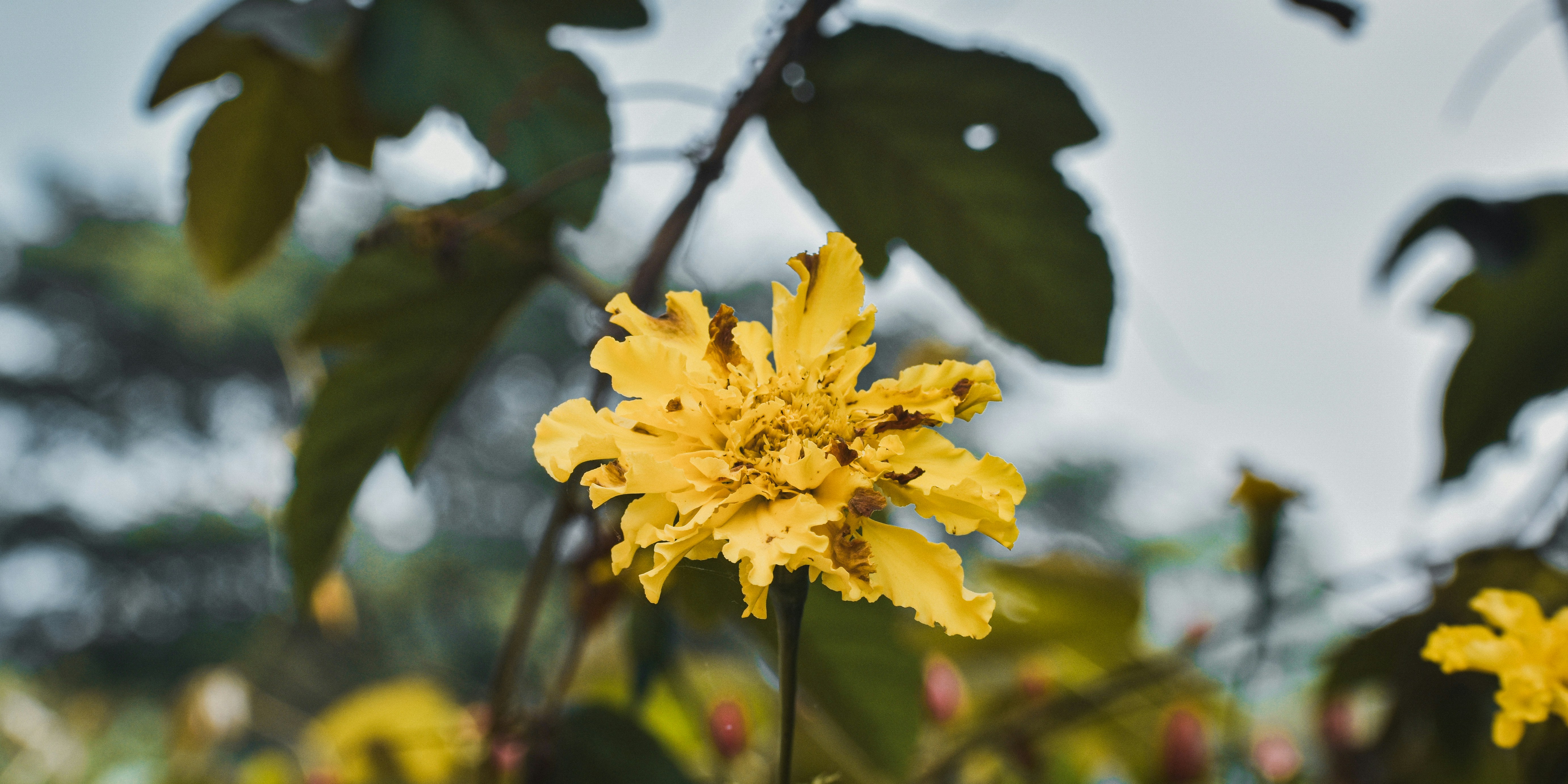 Yellow flower with ruffled petals stands out against blurred green foliage.