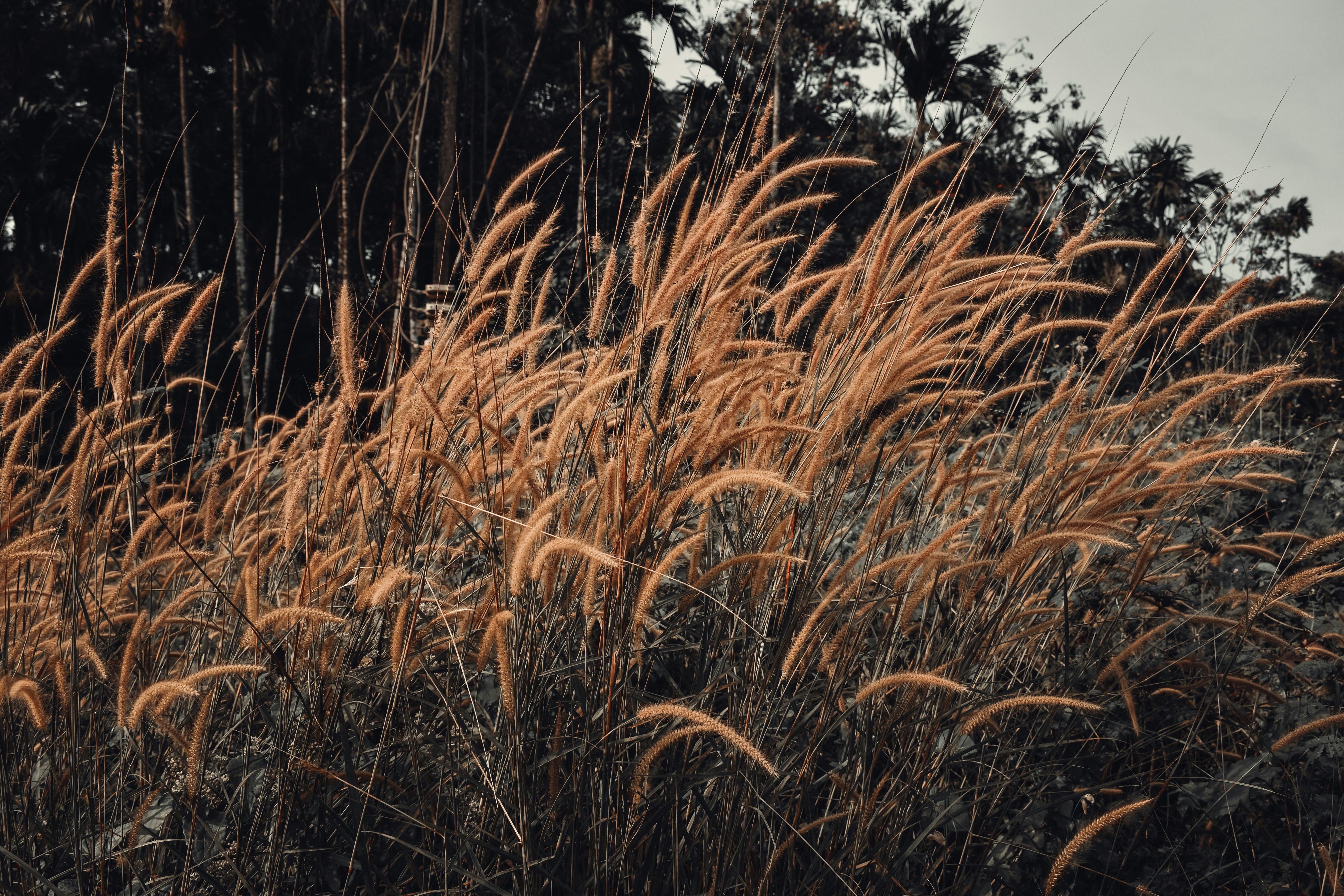 A field of tall brown grass with trees in the background photo – Free ...