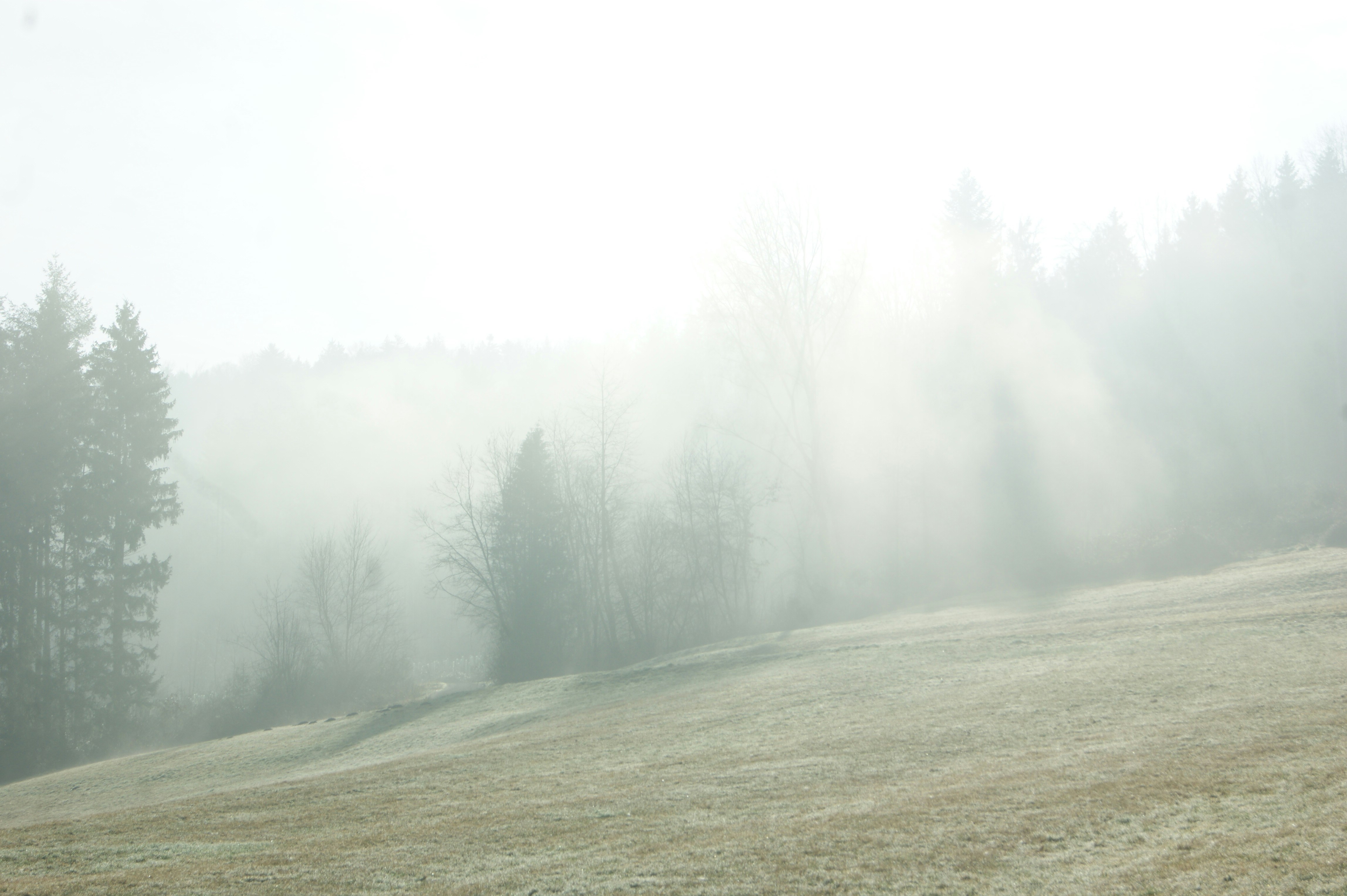 Dawn Mist Drapes a Quiet Slope Beneath Whispering Pines