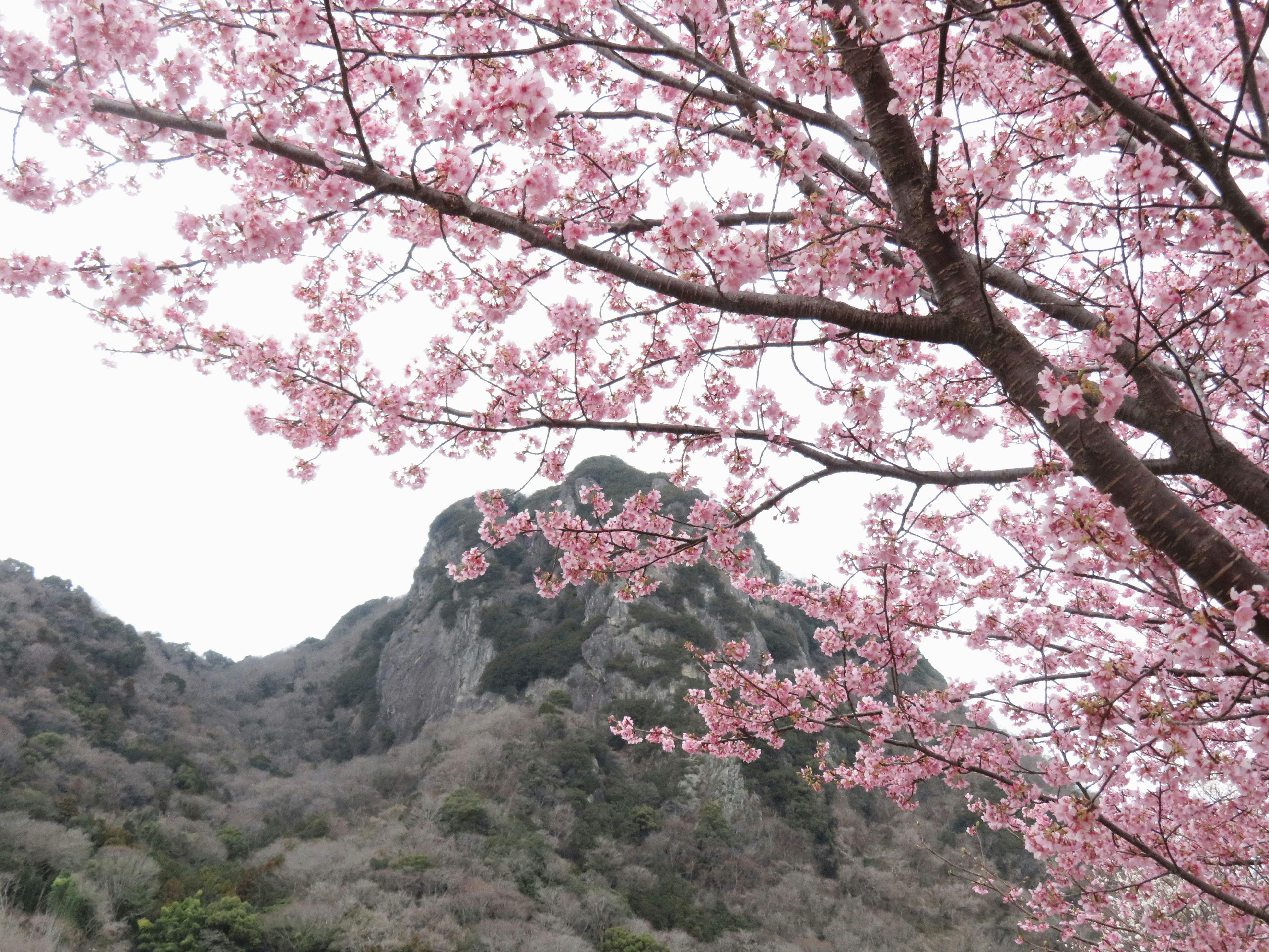 Cherry Blossom Canopy Framing a Rugged Ridge