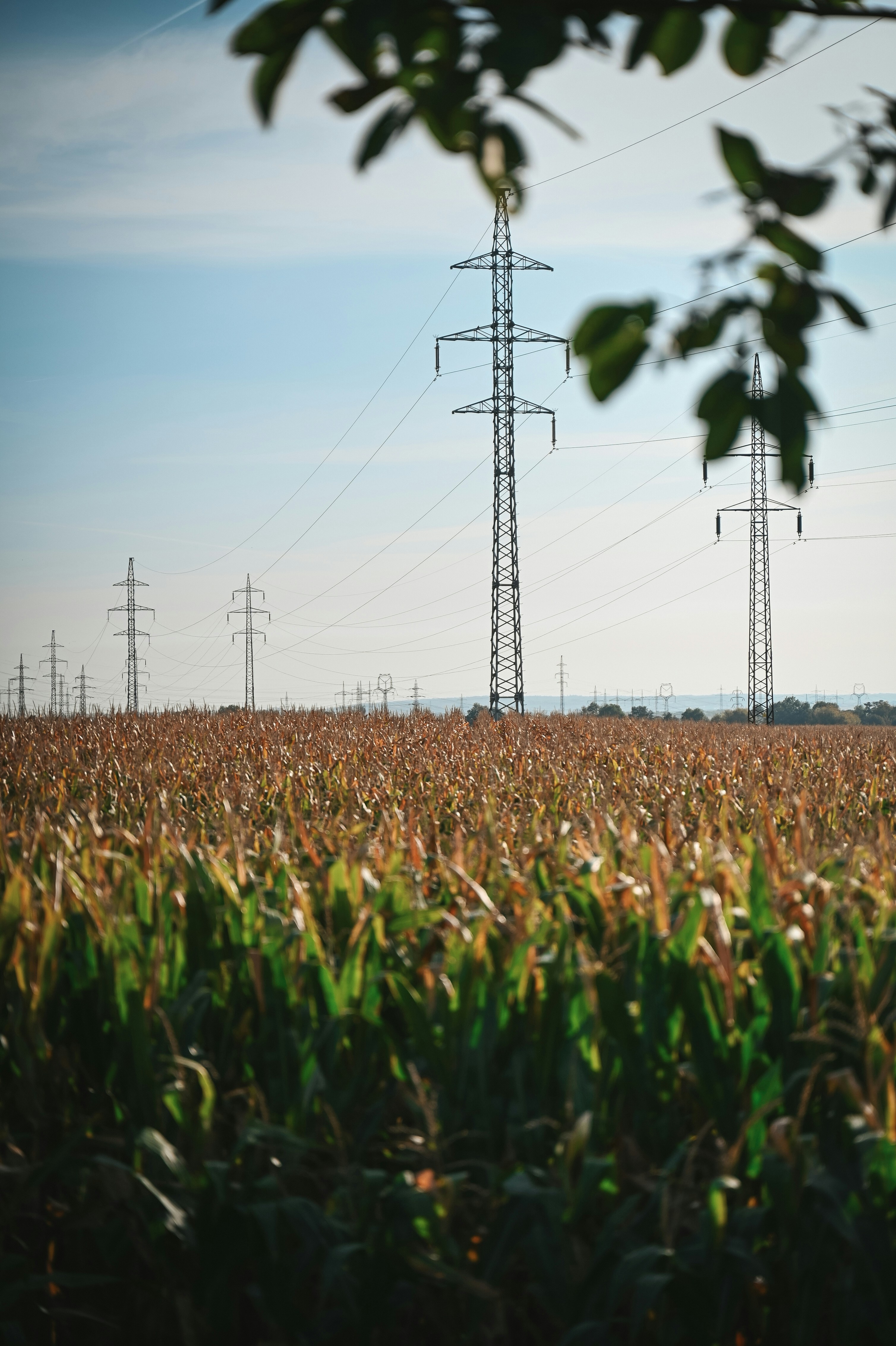 A field of grass with power lines in the background photo – Free Nature ...