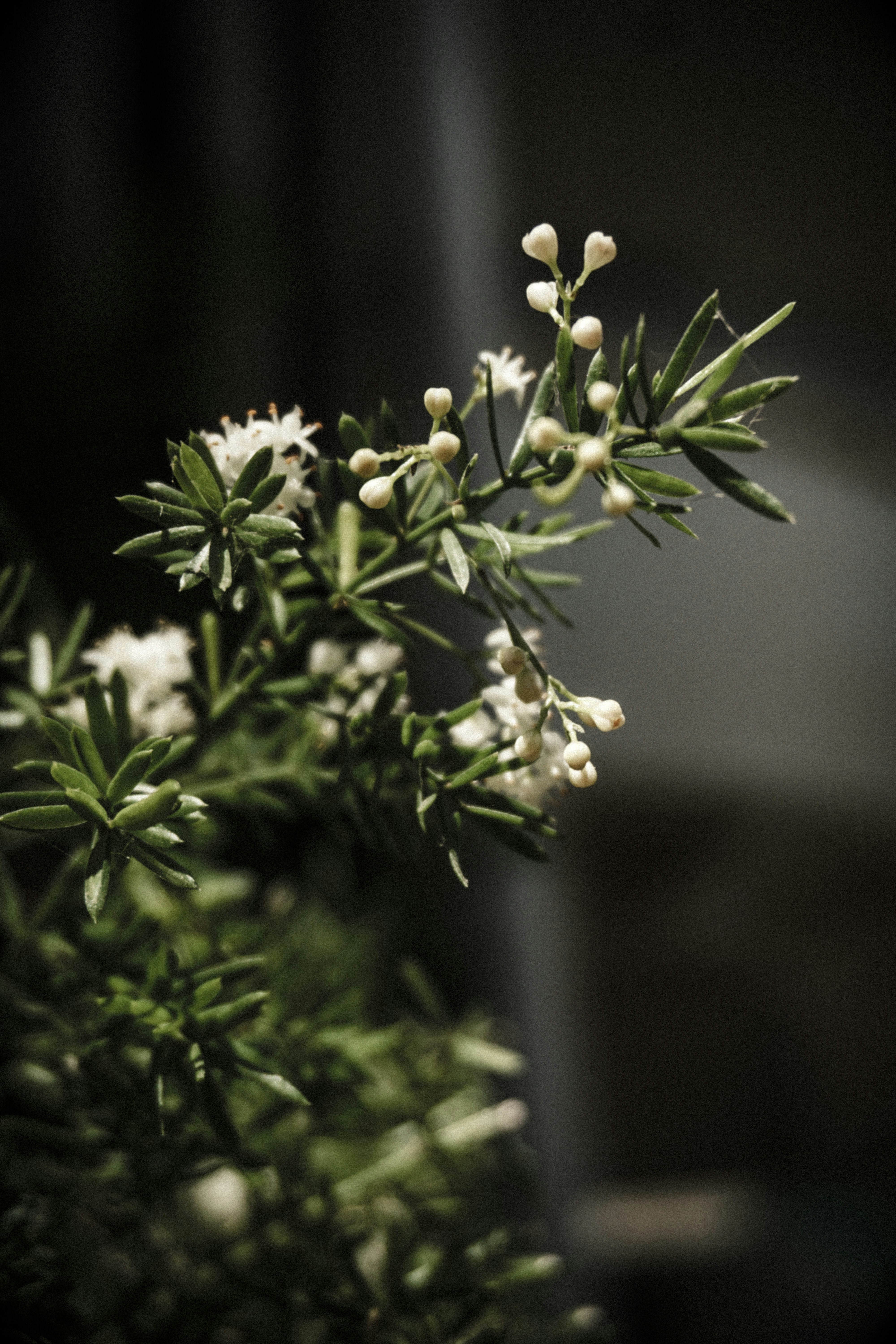 Cream Buds on a Needle-Woven Sprig in Soft Backlight