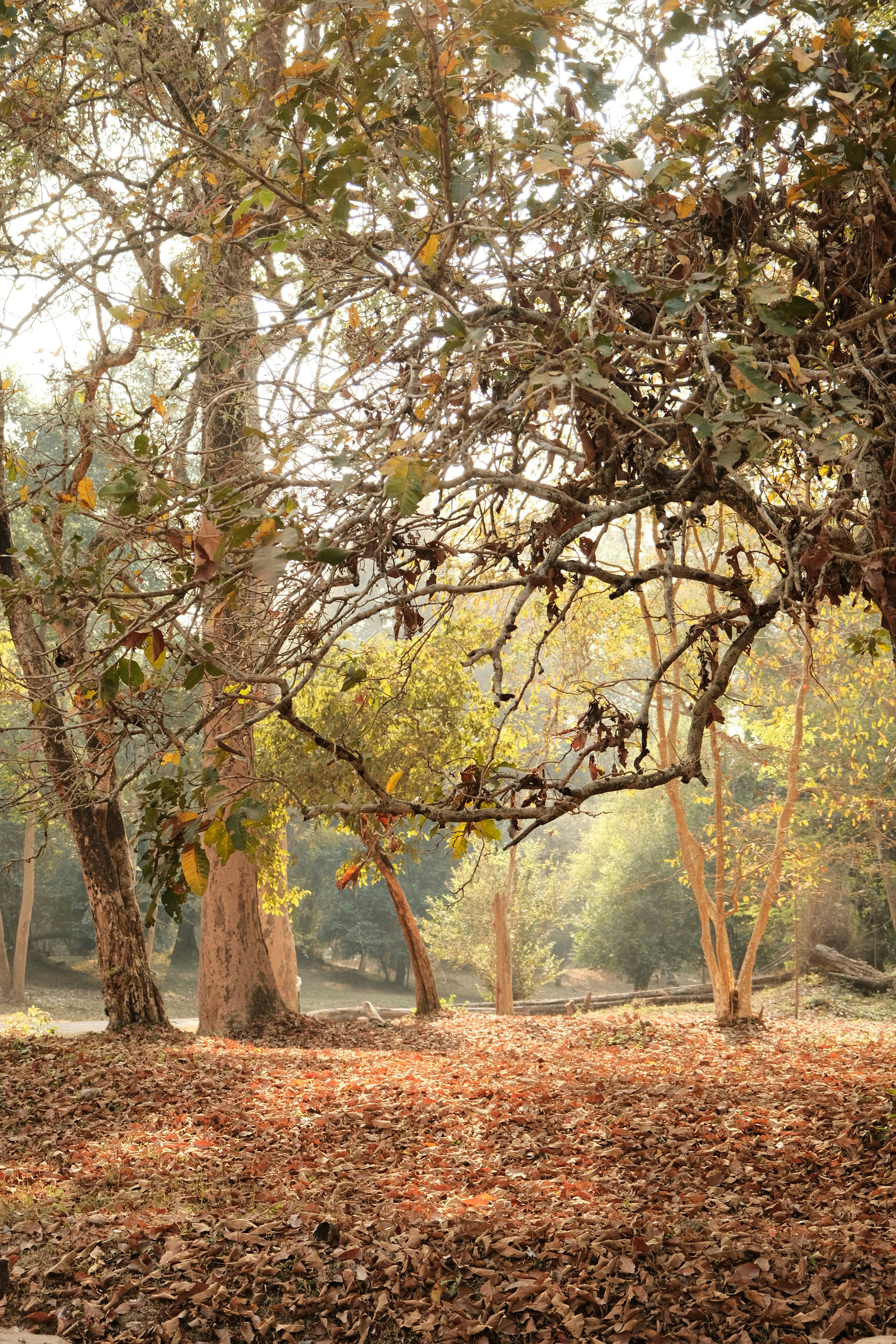 Autumn Canopy Weave: Sunlit Branches Over a Leaf-Carpet Clearing