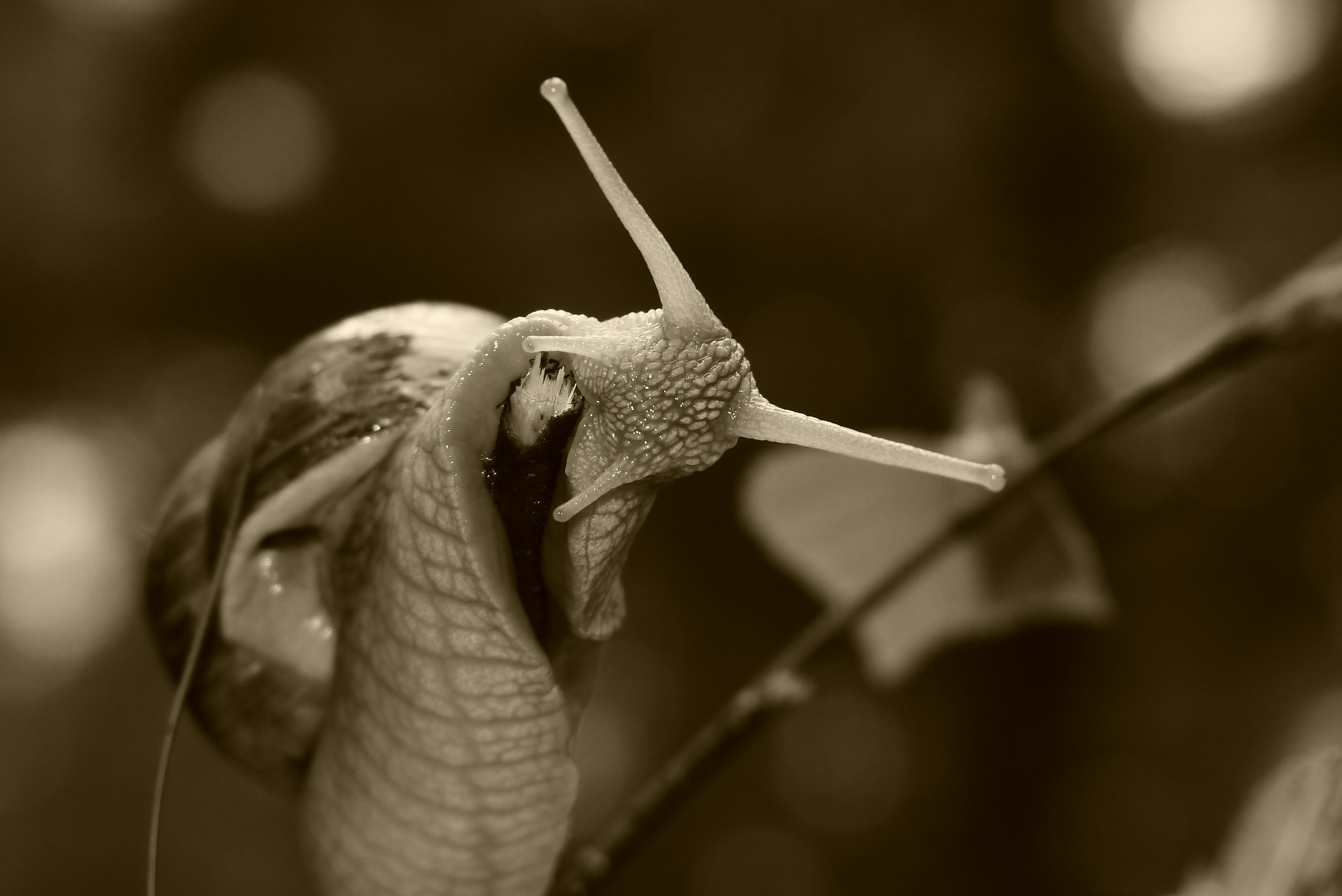 Close-Up Snail Helix: A Sepia Moment on a Branch