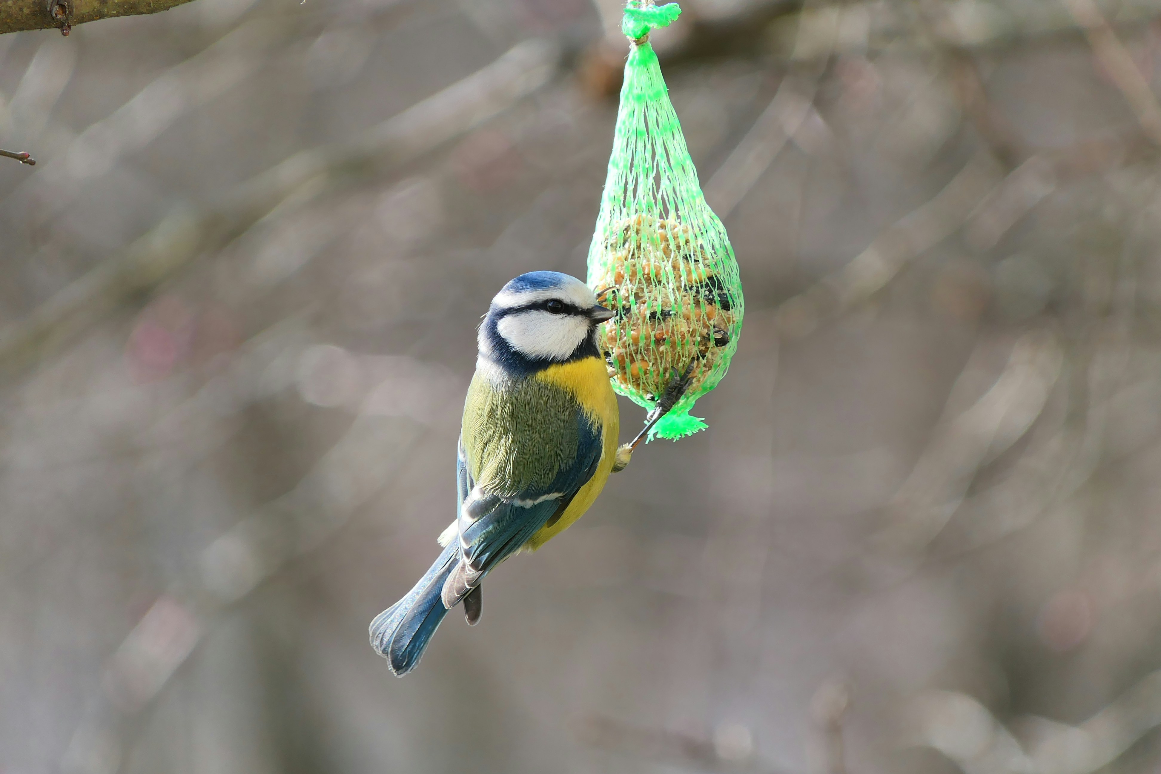 Blue tit perched on a hanging net filled with seeds against a blurred background.
