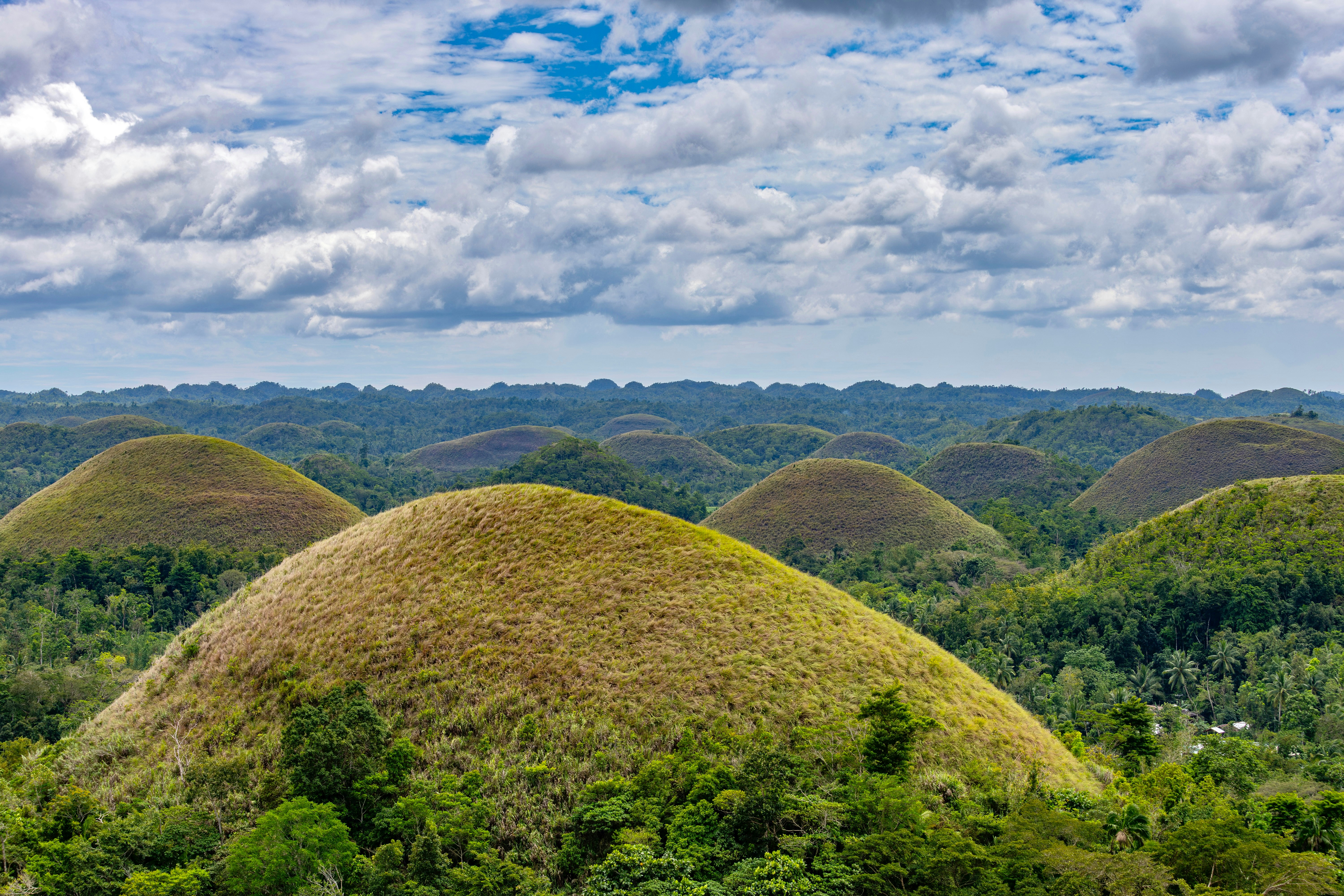 A group of large mounds in the middle of a forest photo – Free Bohol ...