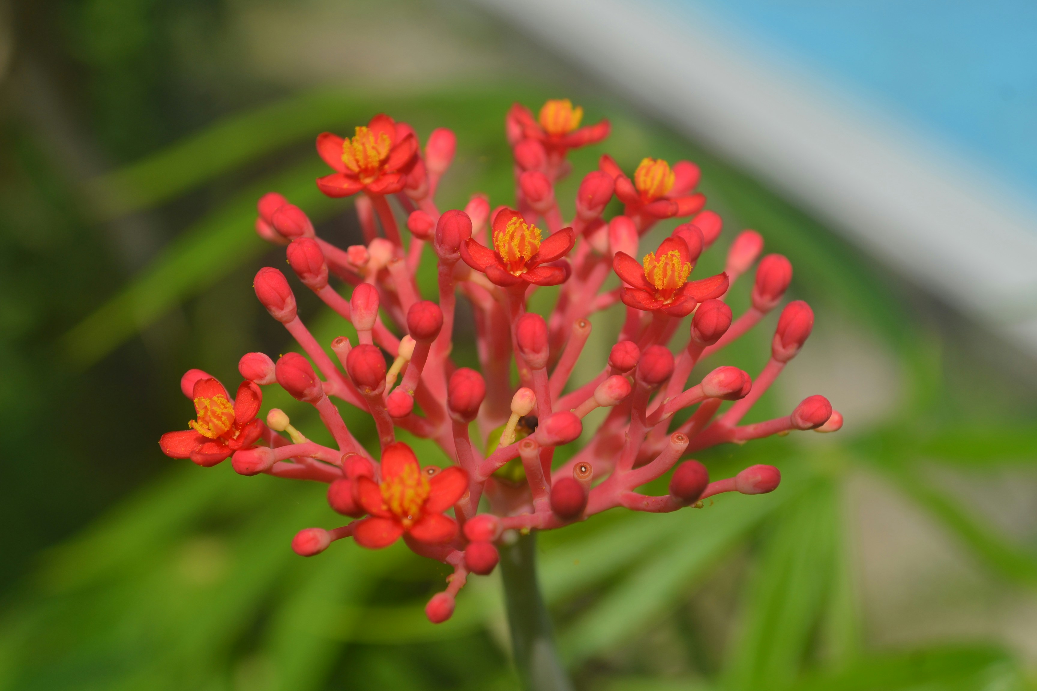 Vibrant Coral Bloom in Focus