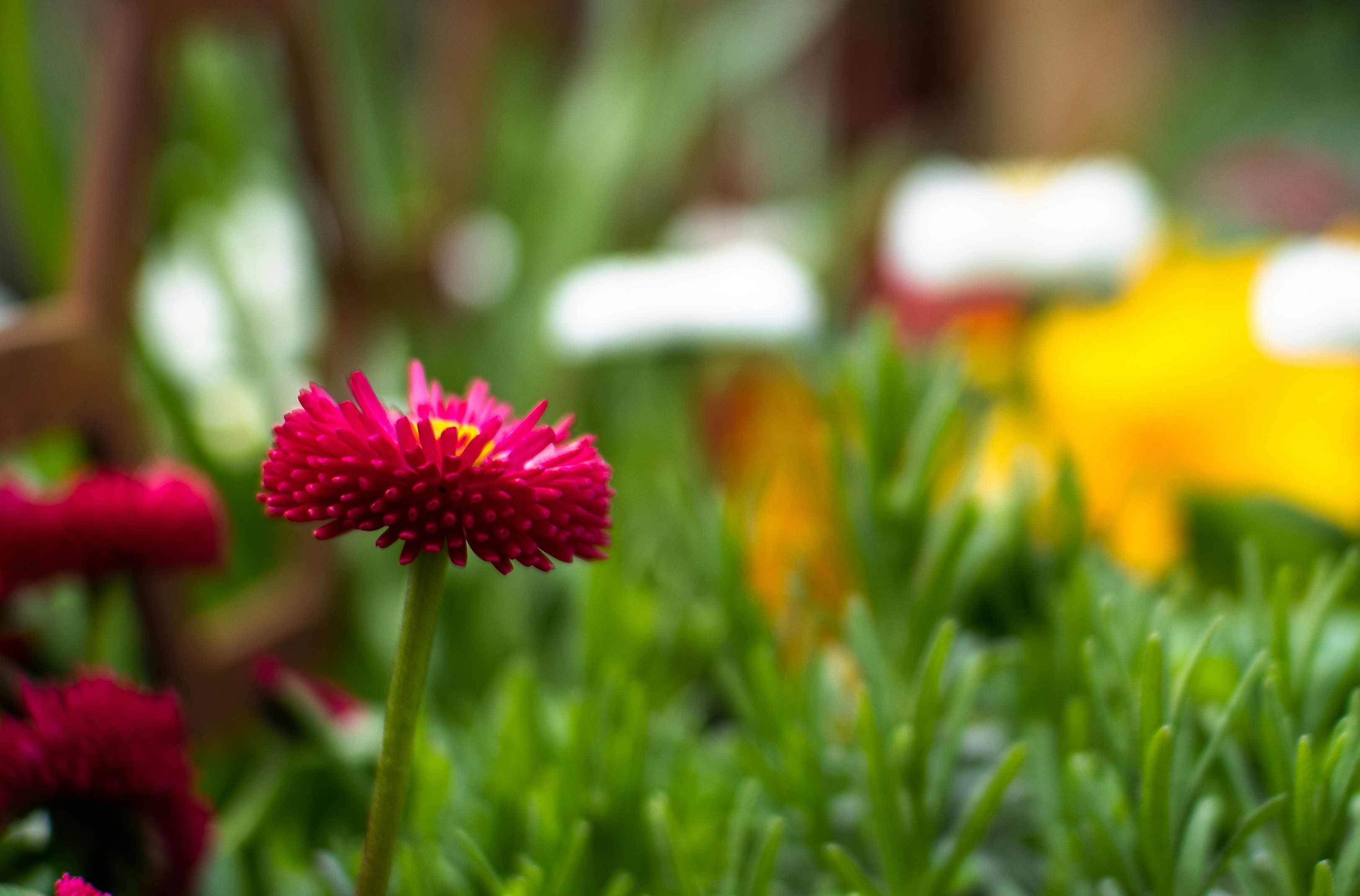 Pink Blossom in a Velvet Green Sea: A Macro Garden Portrait