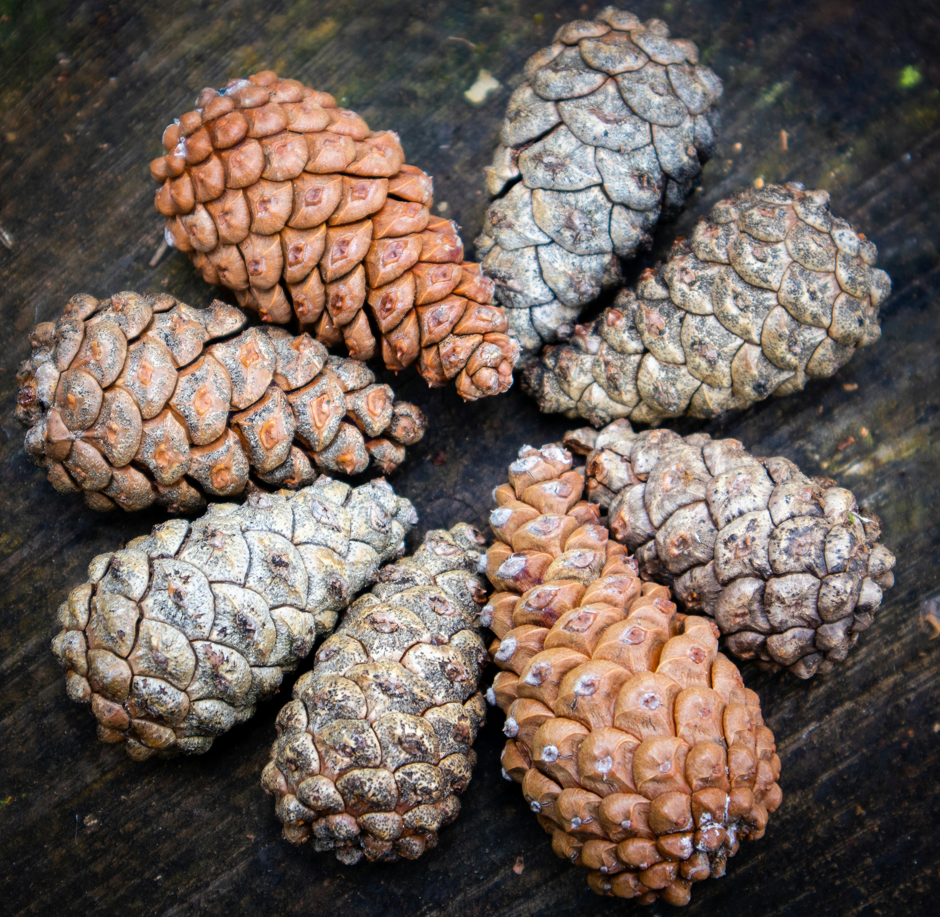 Pinecone Mosaic: Close-Grouped Cones on Weathered Wood