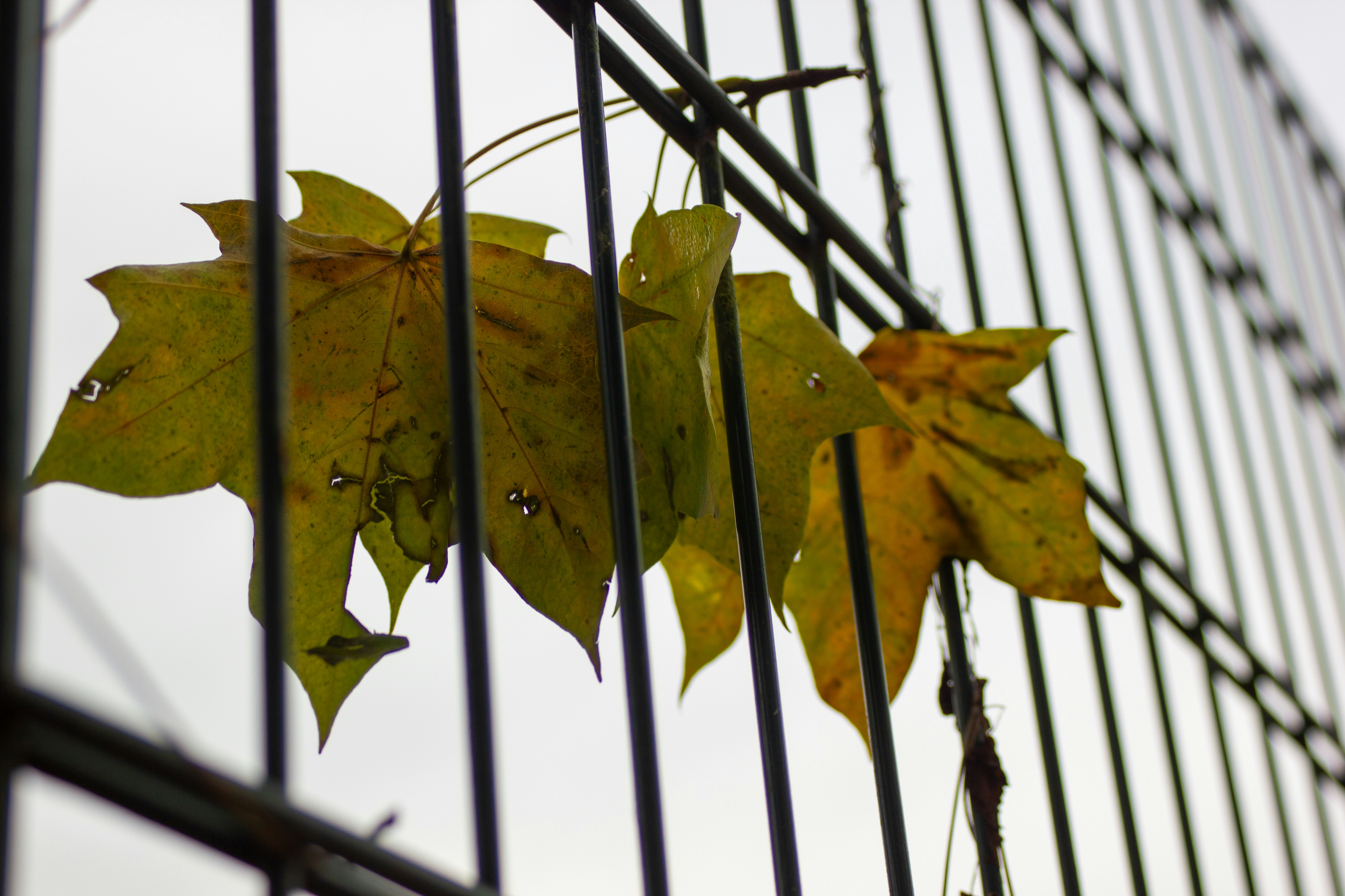 Autumn Leaves Between Fence Bars: a Quiet Grid of Color