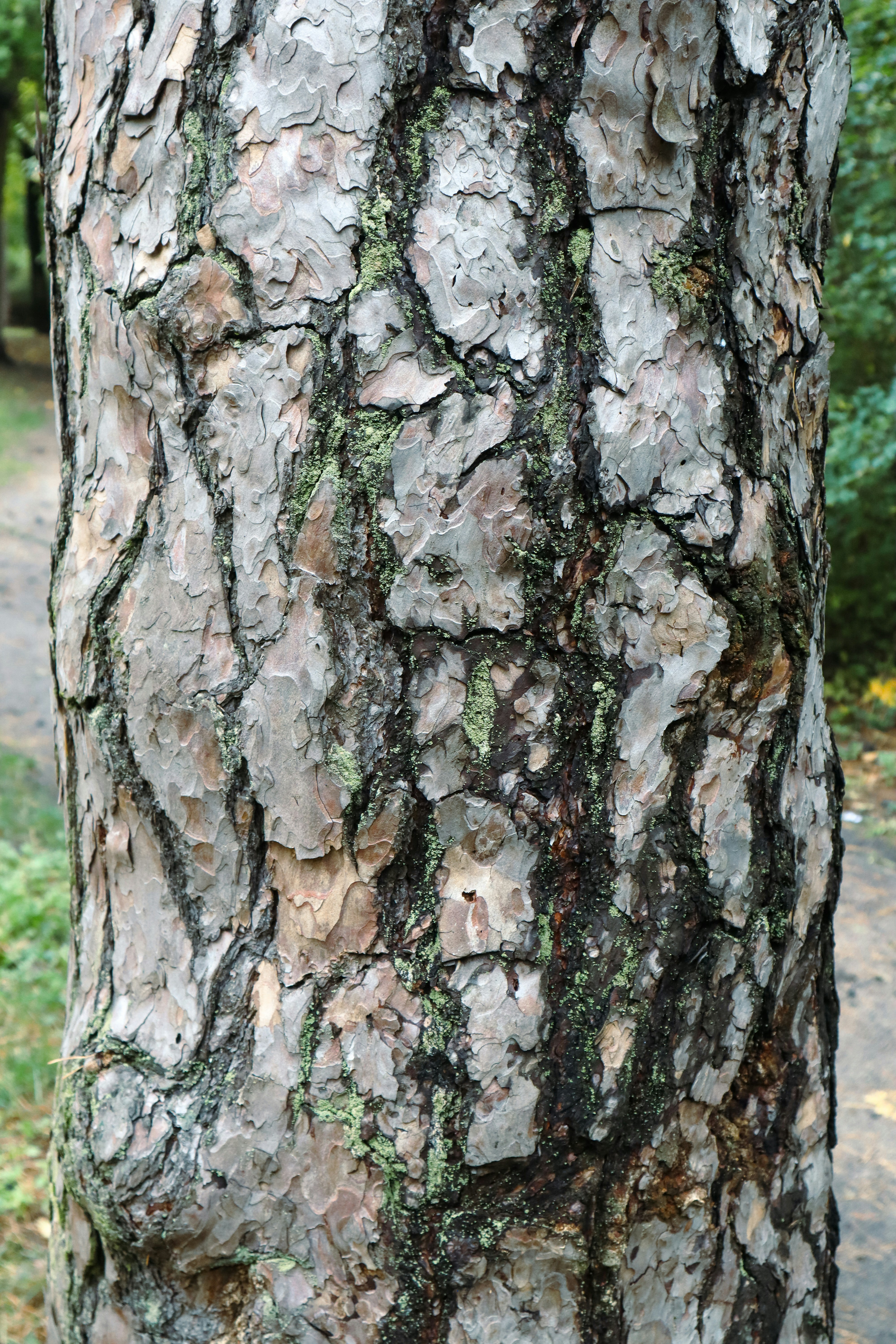 tree trunk/bark textures in the park