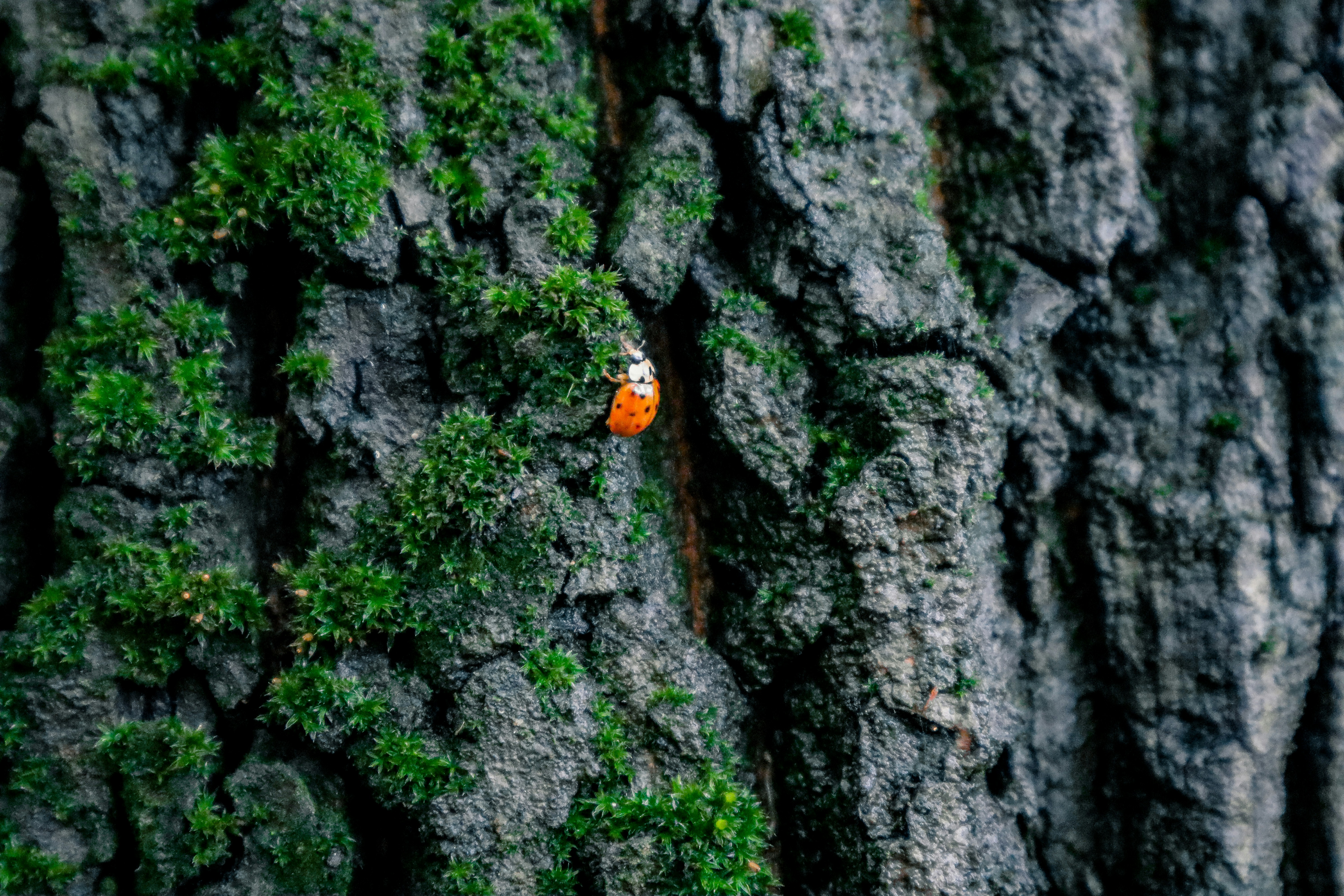 Orange Ladybug Adrift on Mossy Bark