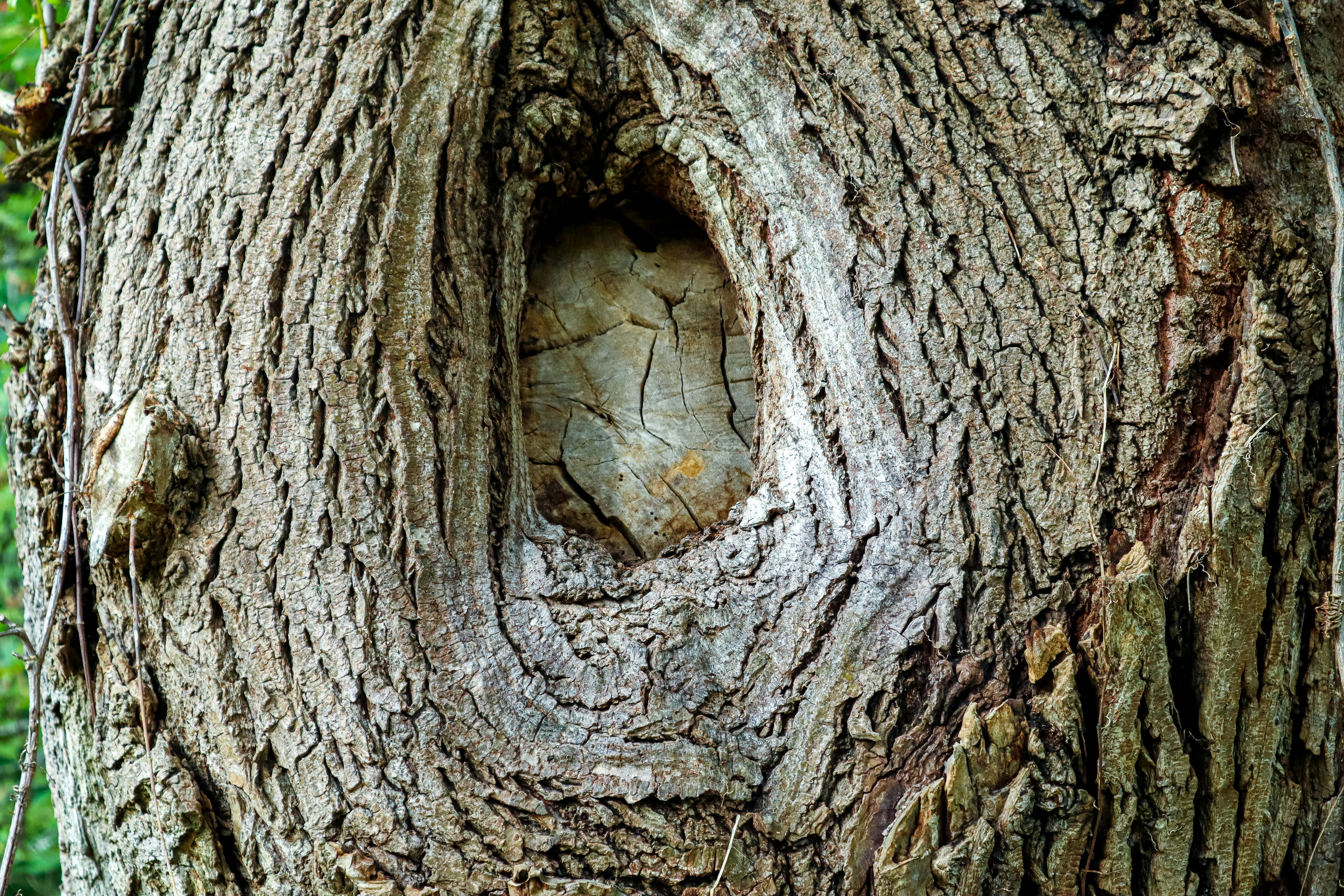 Stone Nook in the Tree's Grained Armor