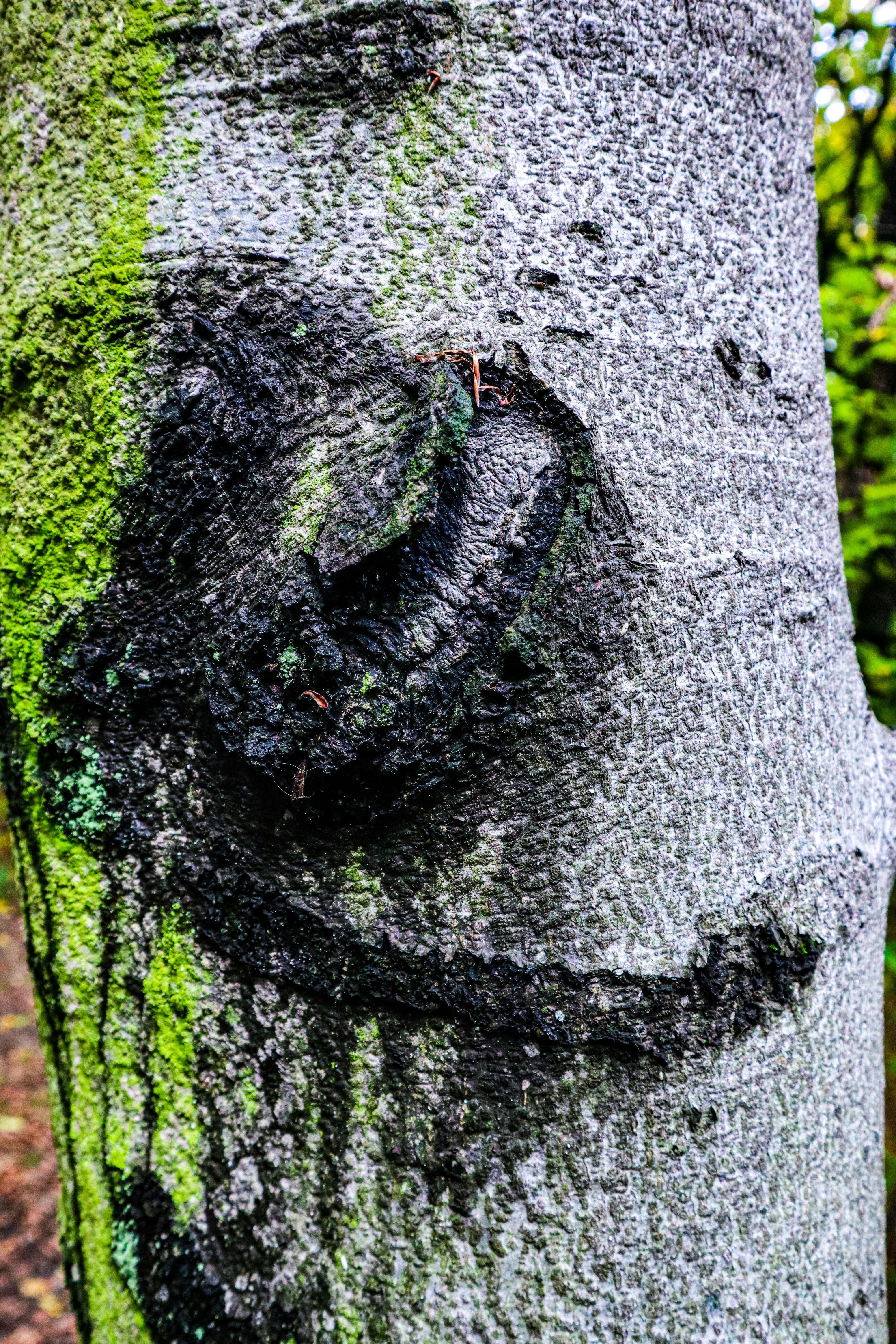 The Knot in Moss: Closeup of a Weathered Trunk