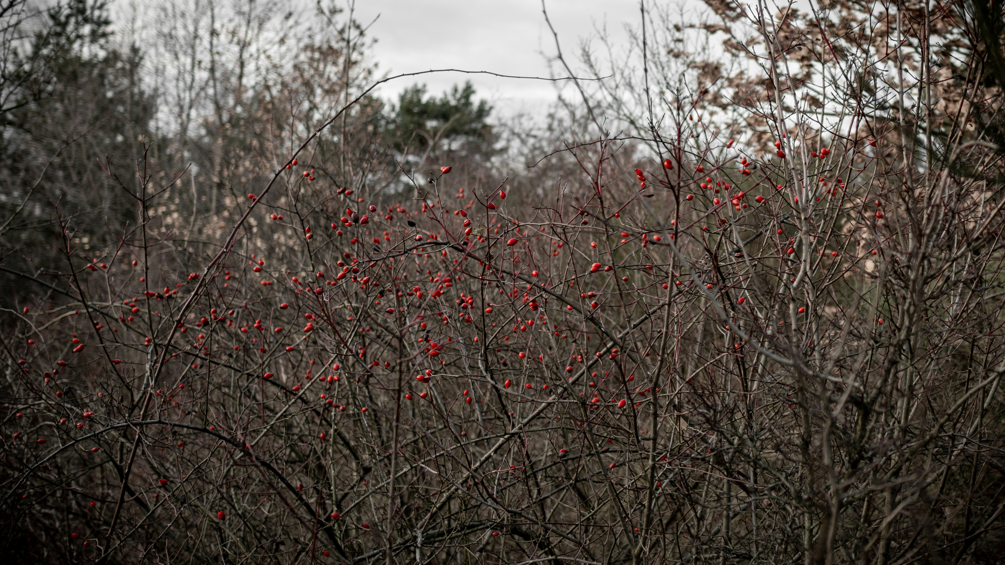 Crimson Beads Amid Winter Thicket