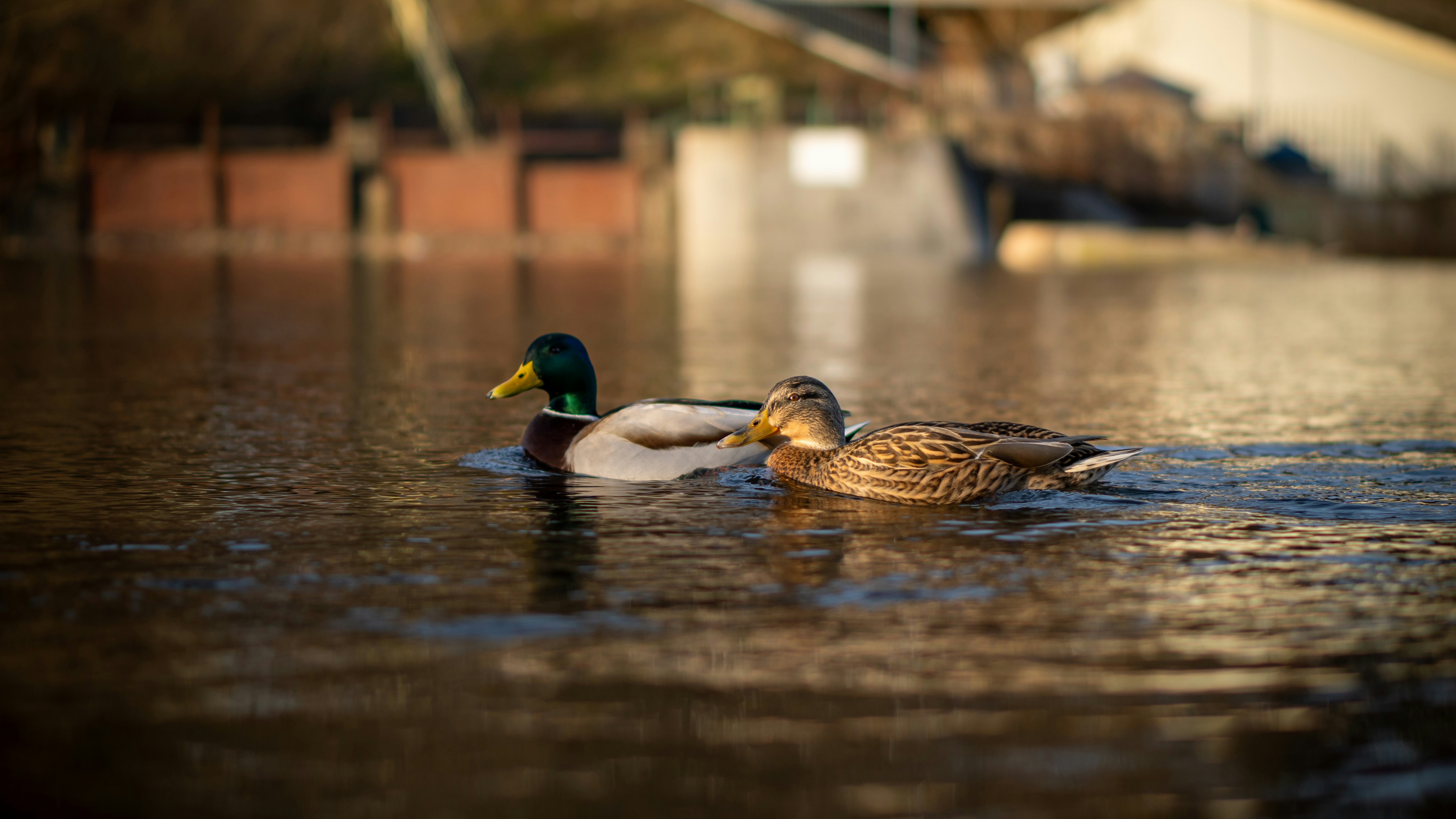 Duo of Mallards Glide Across a Quiet Riverside Wake