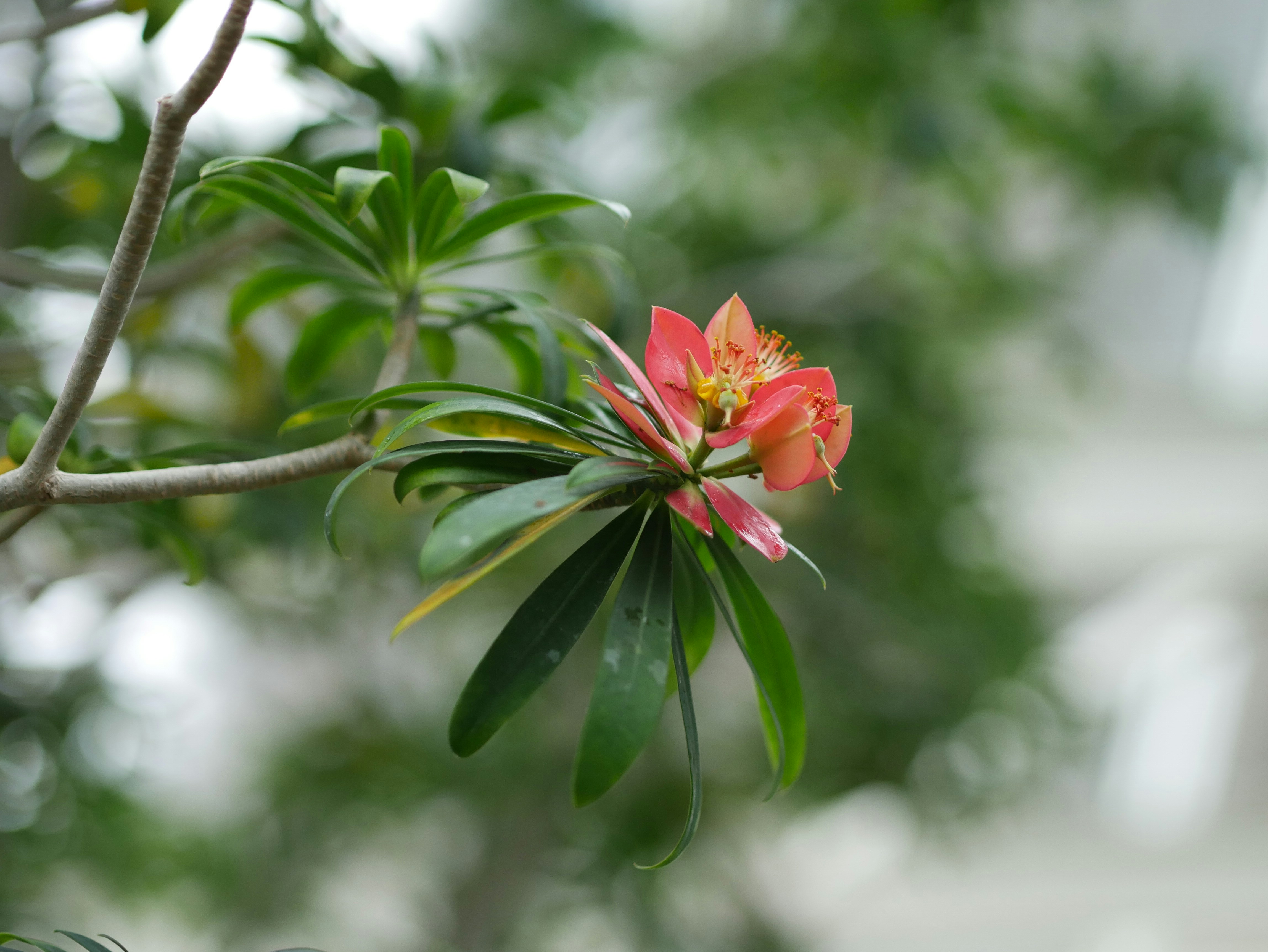 Crimson Blossom Anchored by Green Foliage