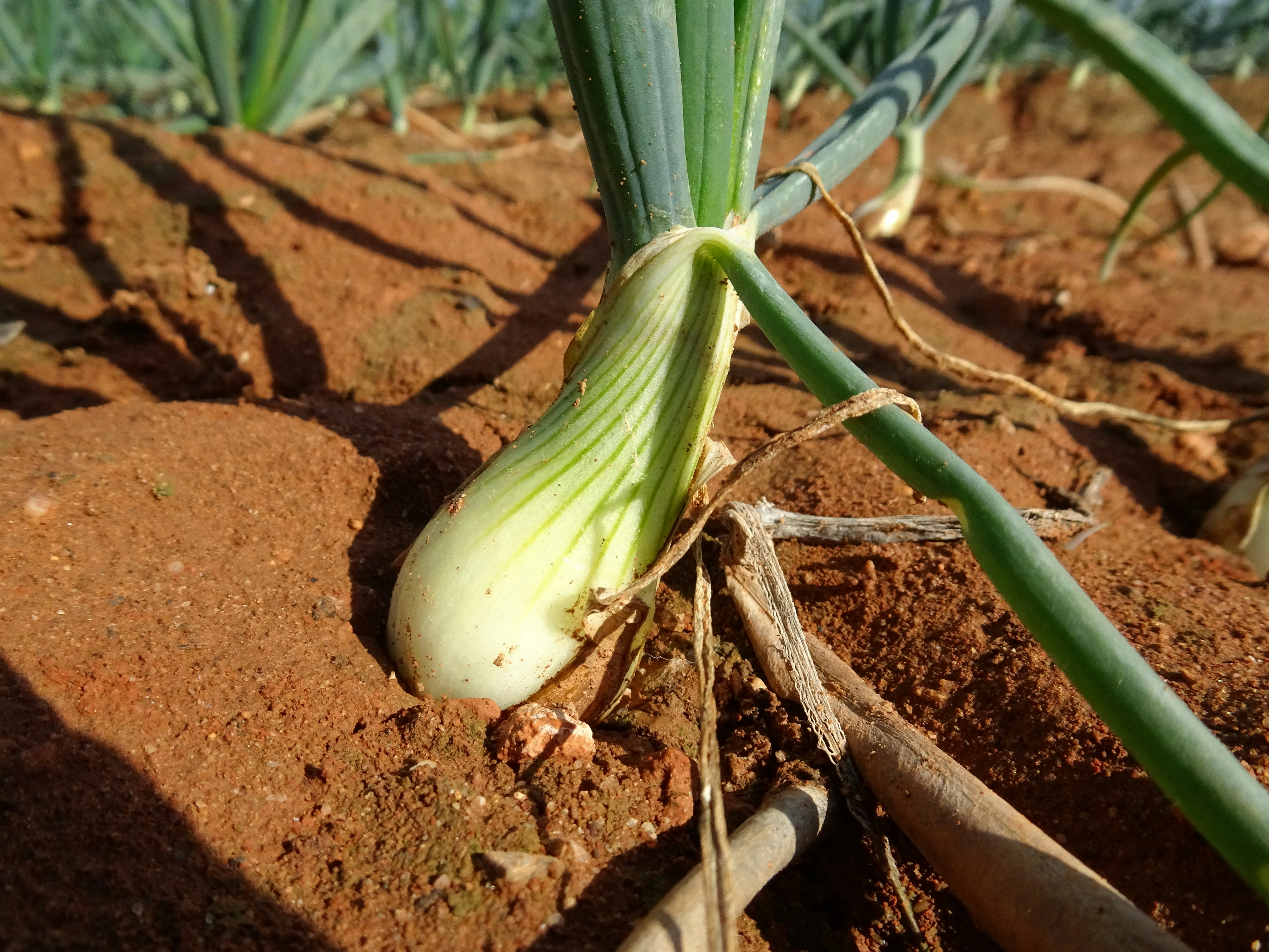 Green onion plant growing in rich, red soil under direct sunlight.
