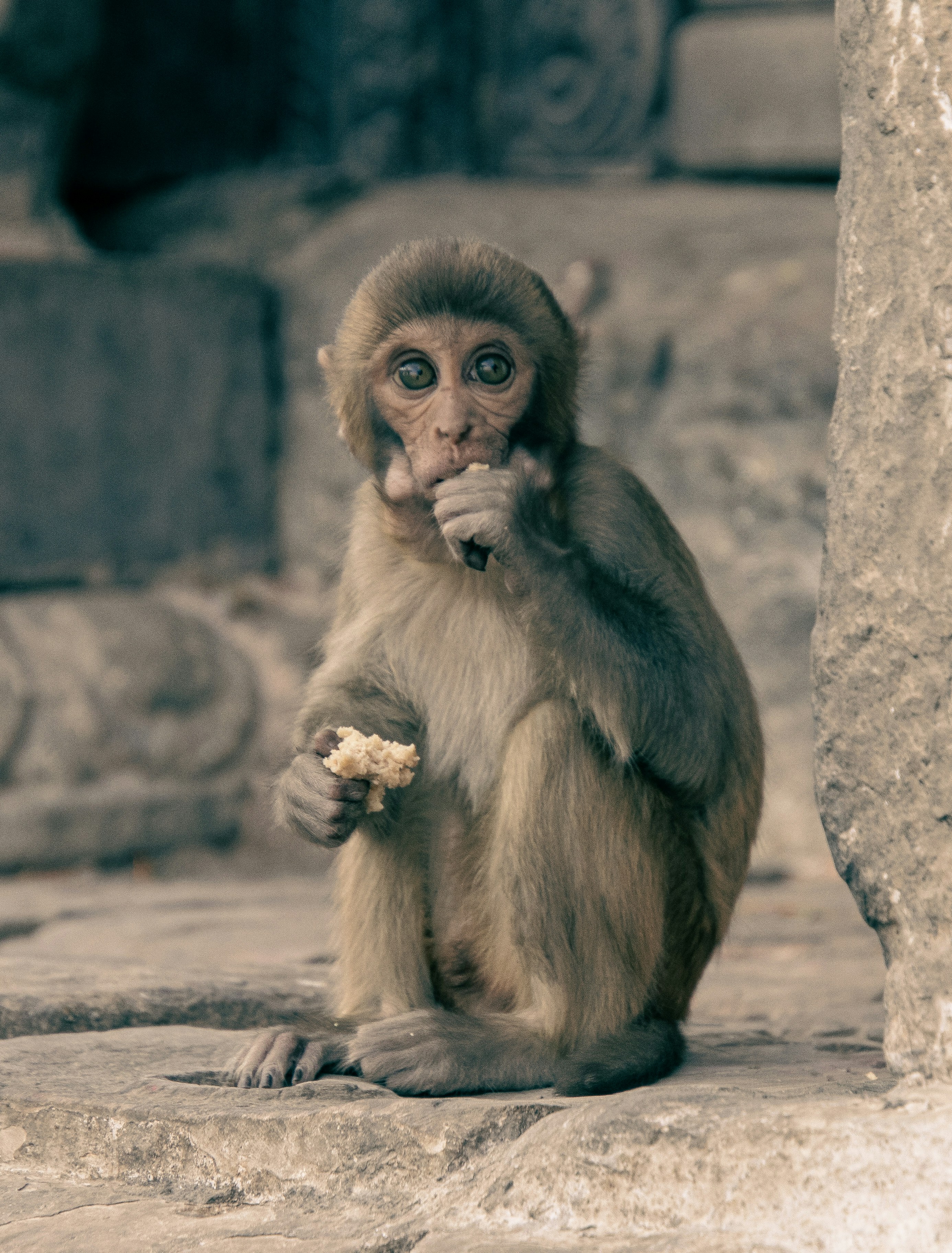 Baby monkey eating