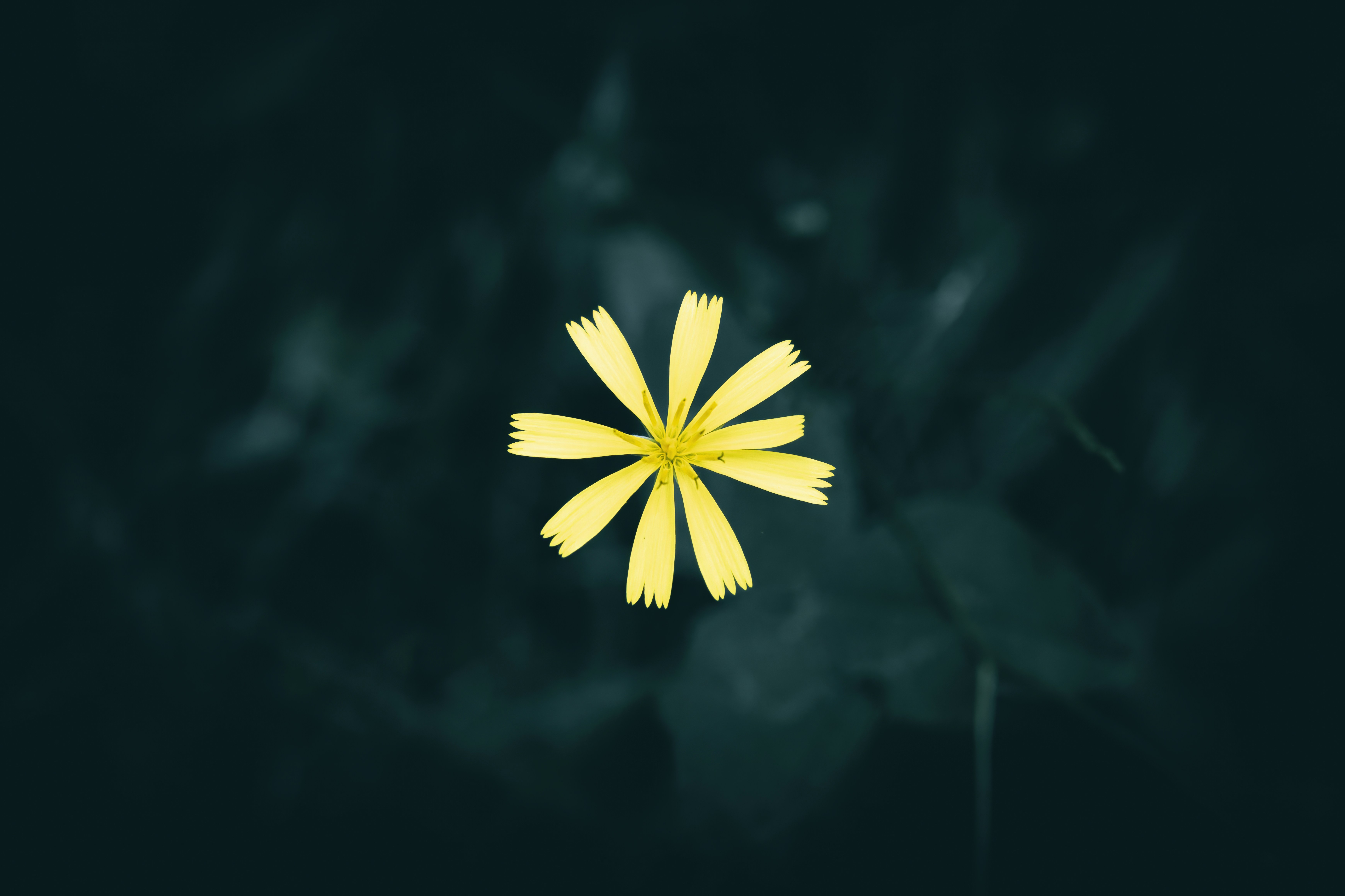 Solitary Yellow Bloom in a Teal Abyss