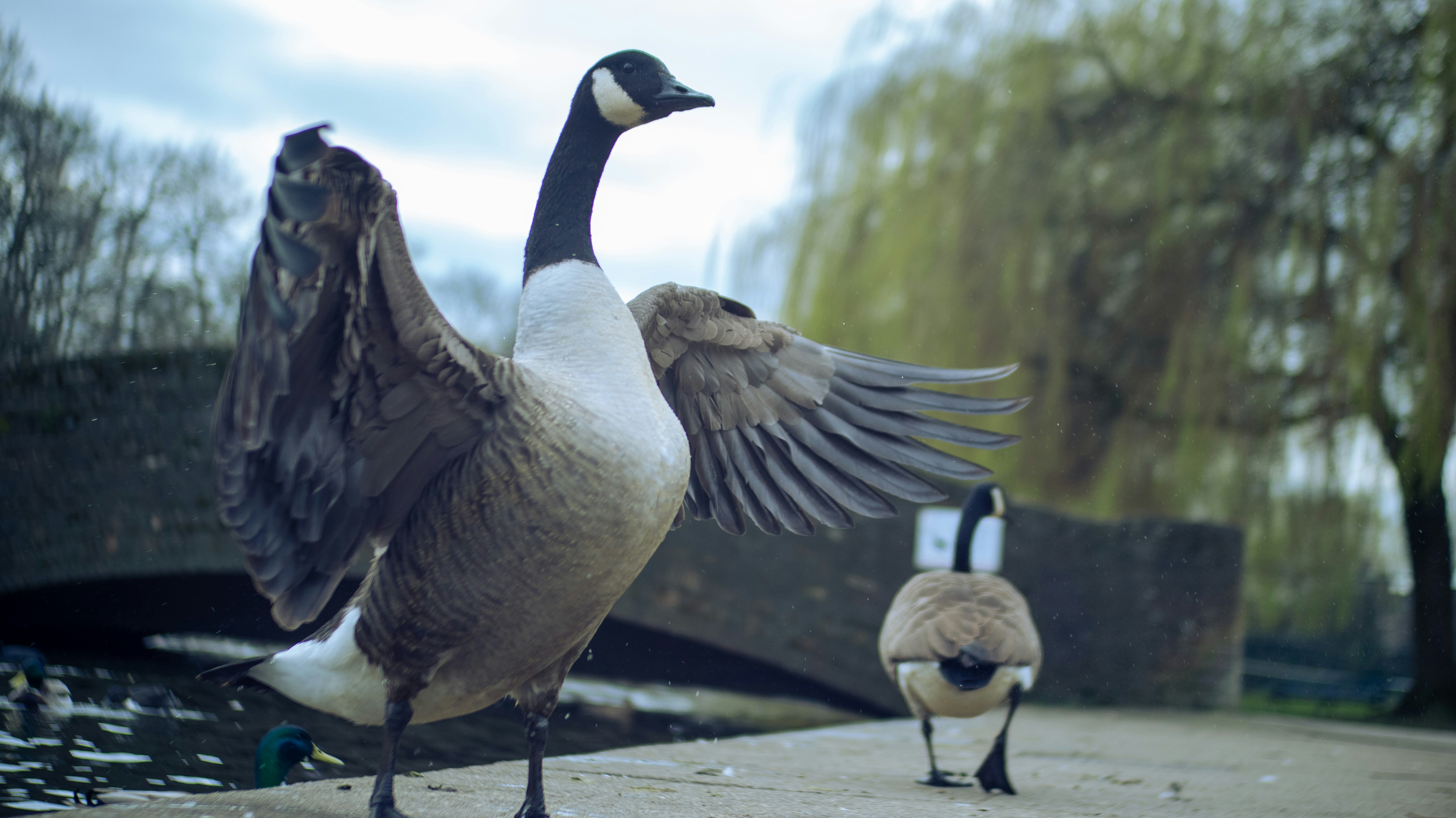 Winged Welcome: A Canada Goose Dominates the Pond