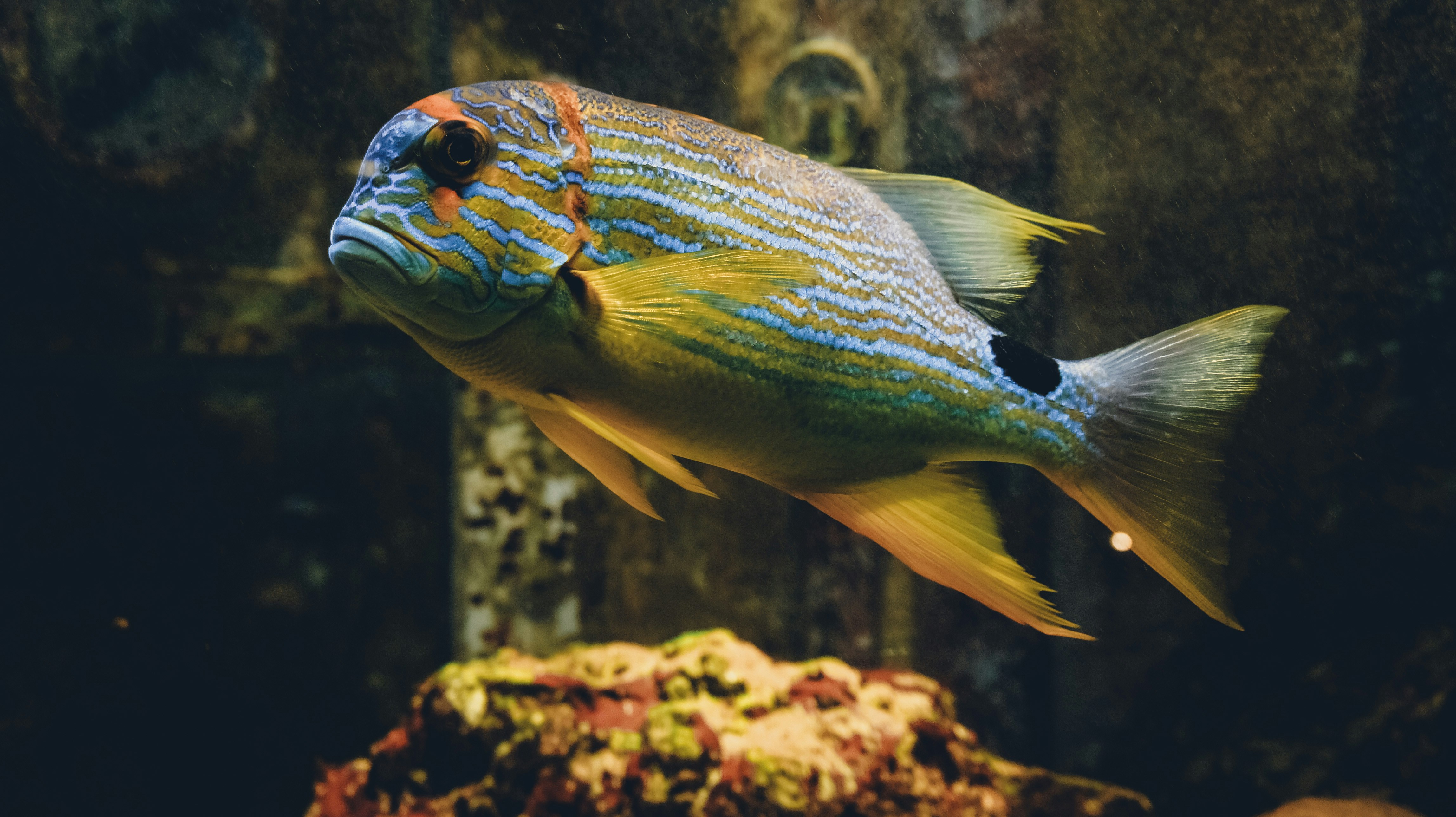 Parrot Fish Pictures | Download Free Images on Unsplash