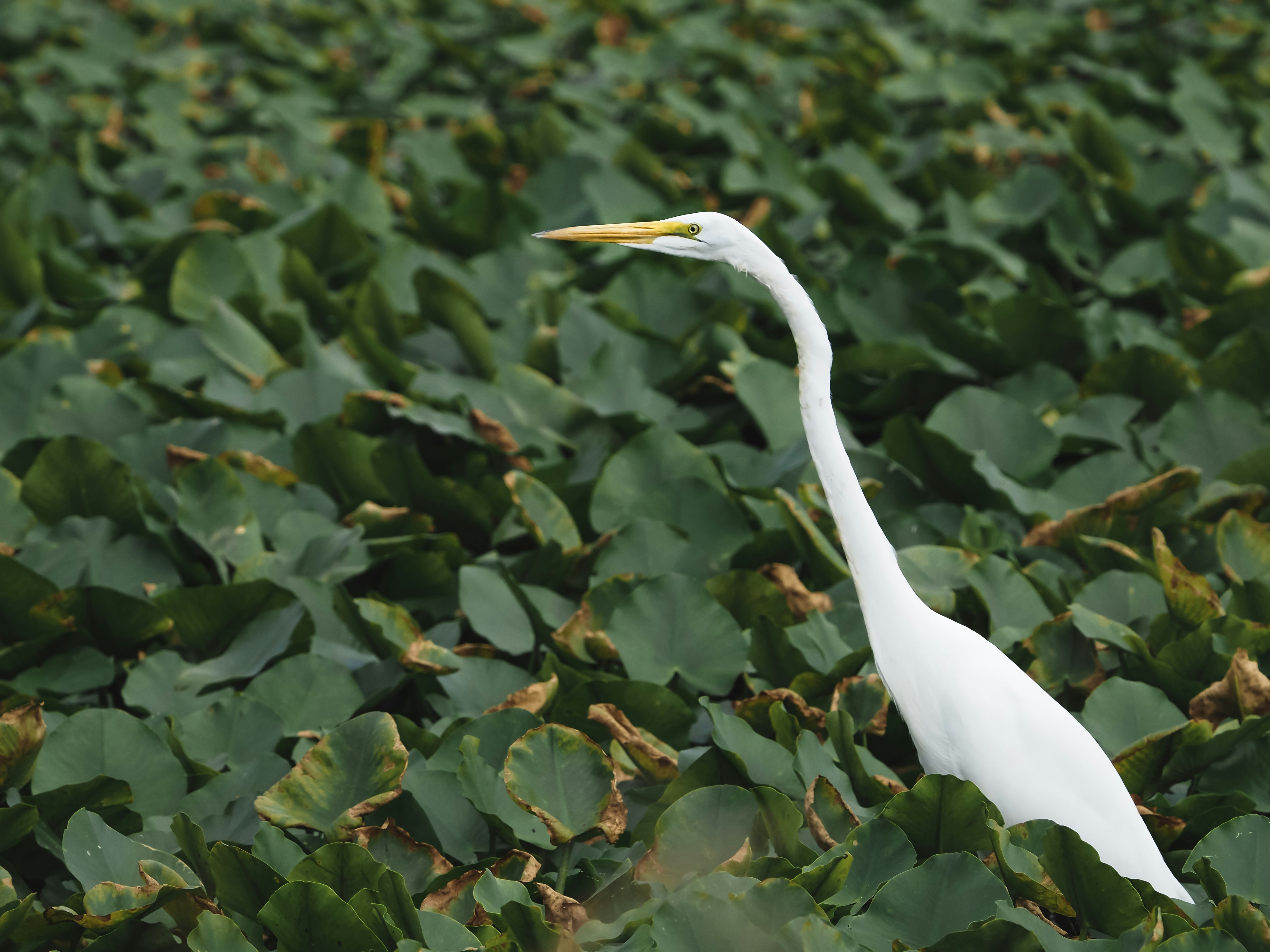 Elegance Among Emerald Lotus: An Egret in a Green Sea