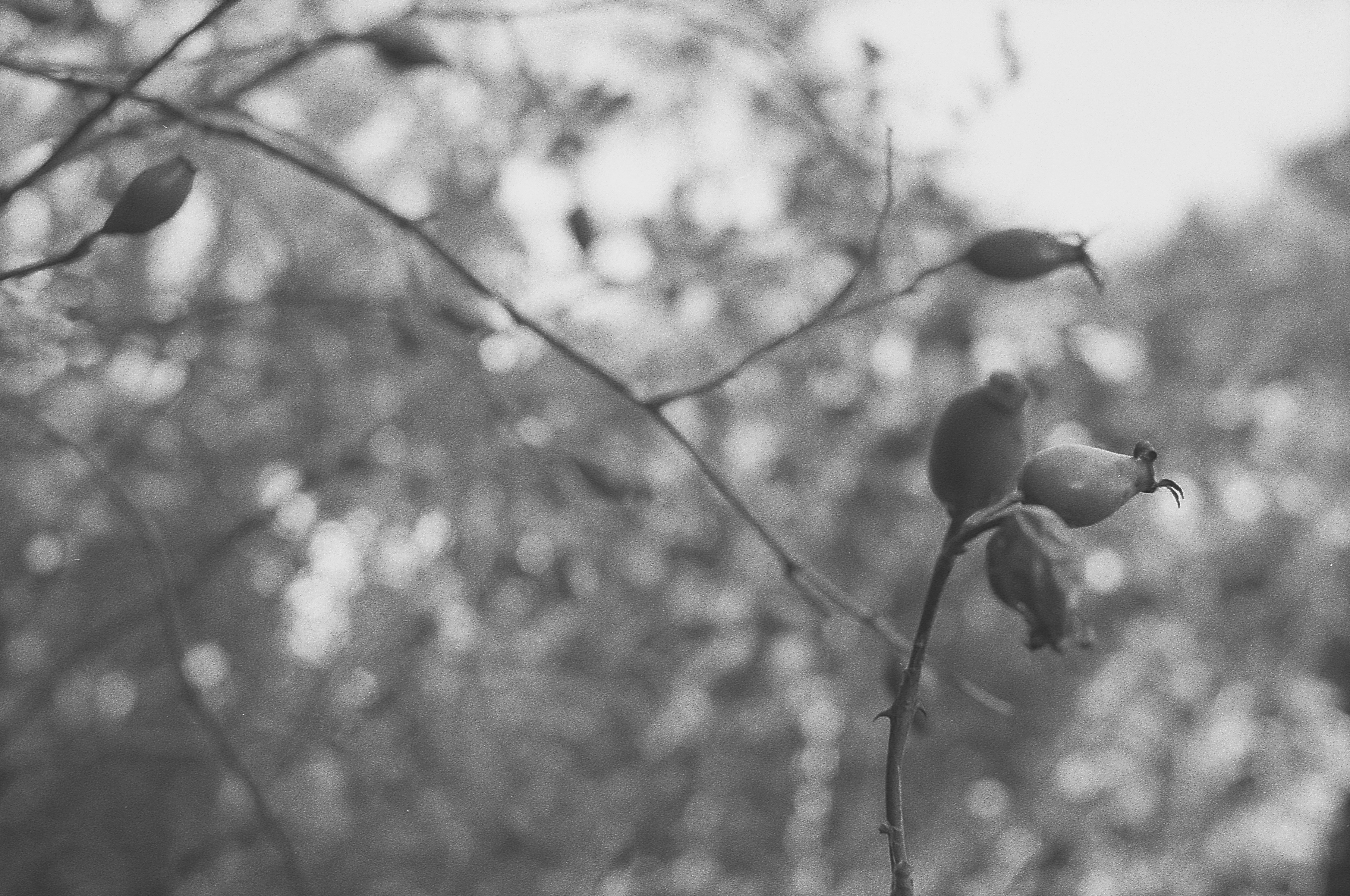 A monochrome close-up photograph of a delicate branch with small buds against a softly blurred background. The composition emphasizes minimal natural detail.