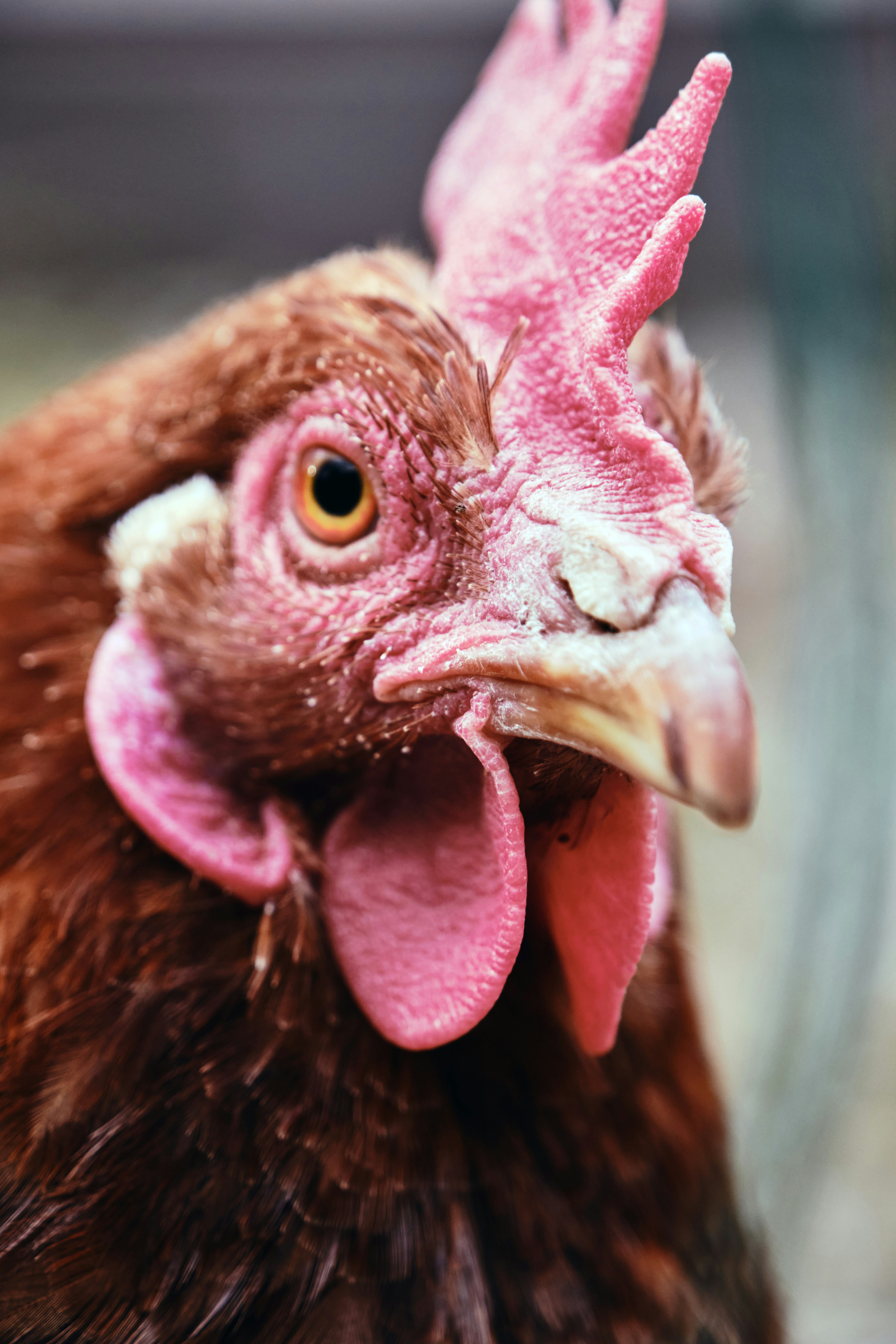 Crimson Gaze: An Intimate Close-Up of a Hen