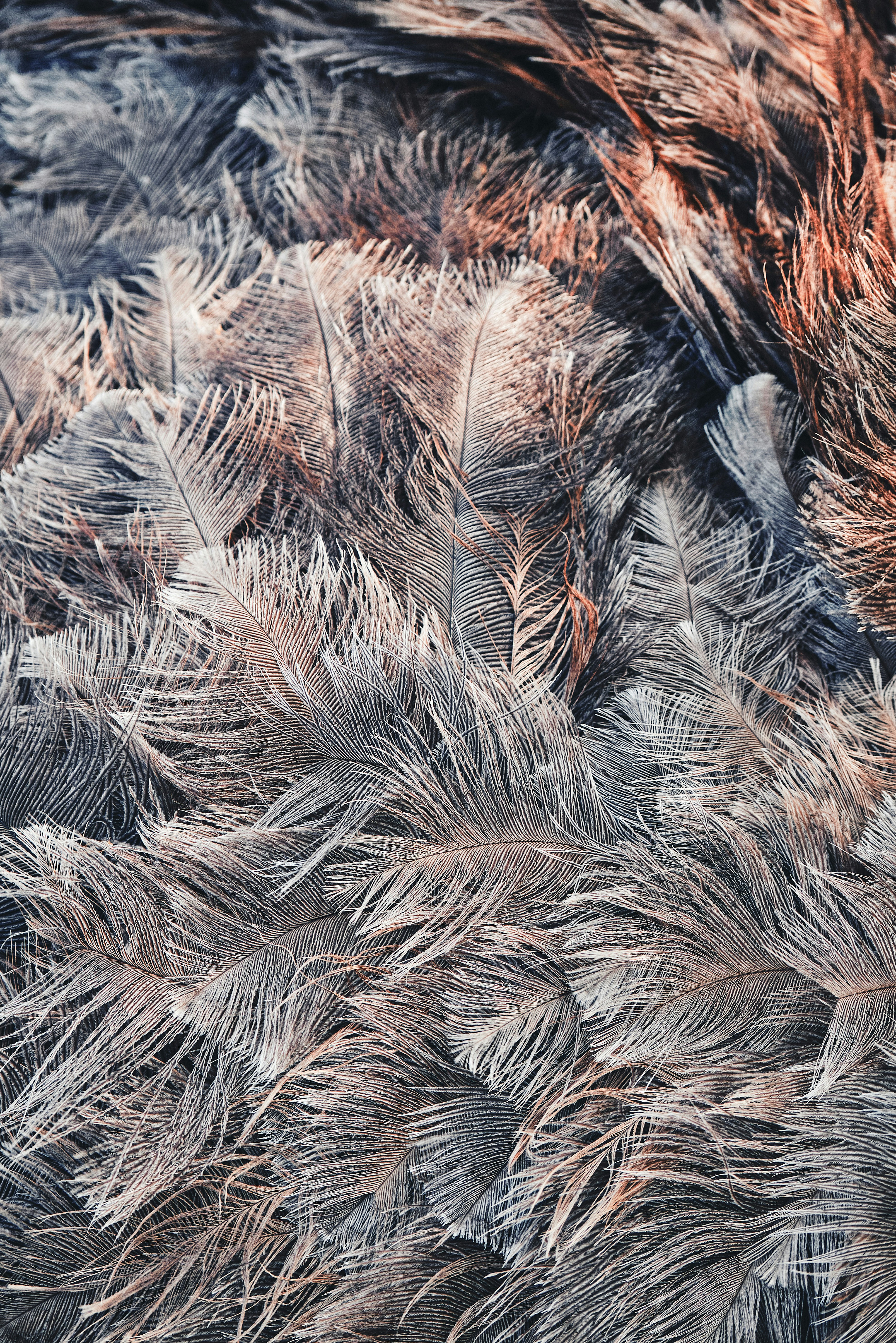 Coral-Blue Ice Lace: Feathery Frost Fronds